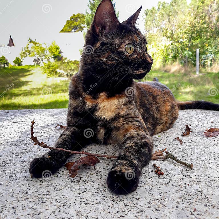 Cat facing left stock photo. Image of fluffy, portrait - 233821560