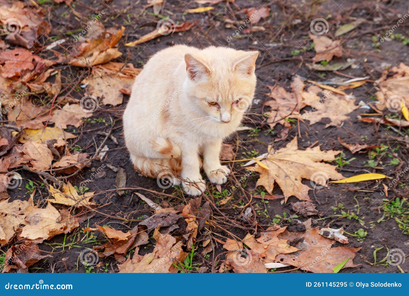 Cat on Fallen Autumn Leaves in Park Stock Image - Image of face, fall ...