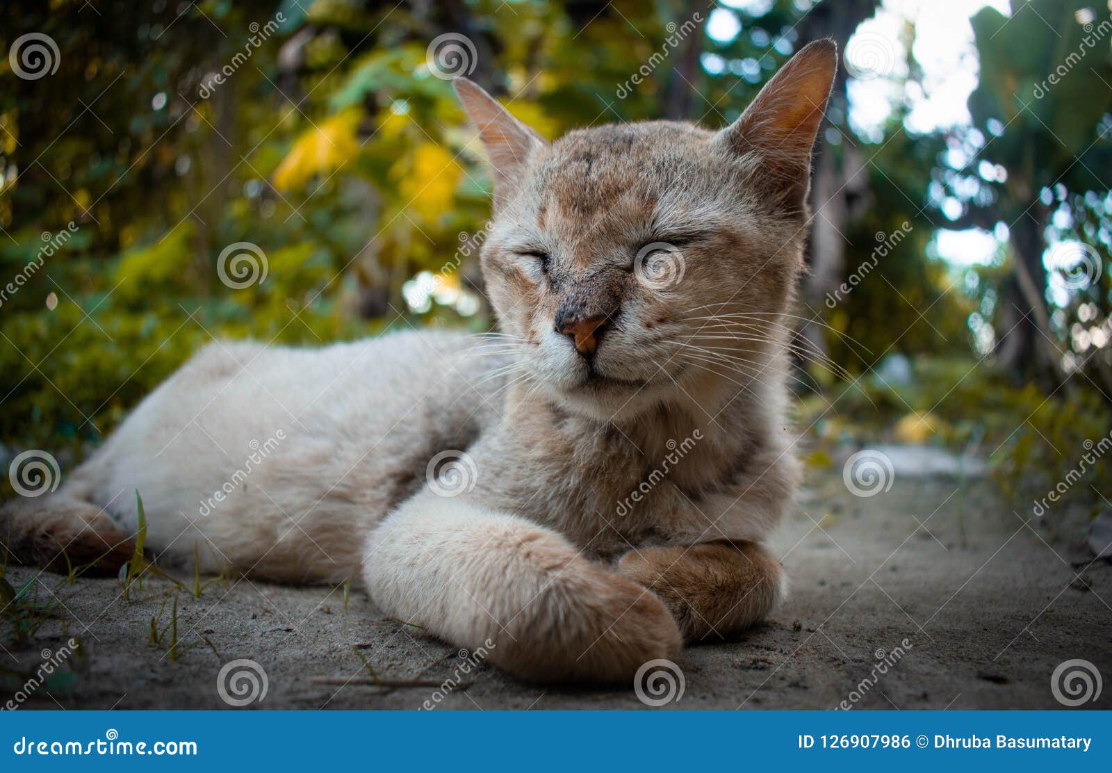 Cat stock photo. Image of eyes, nafure, animal, wildlife - 126907986