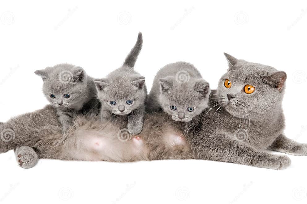 Cat family stock image. Image of furry, children, lying - 16006641