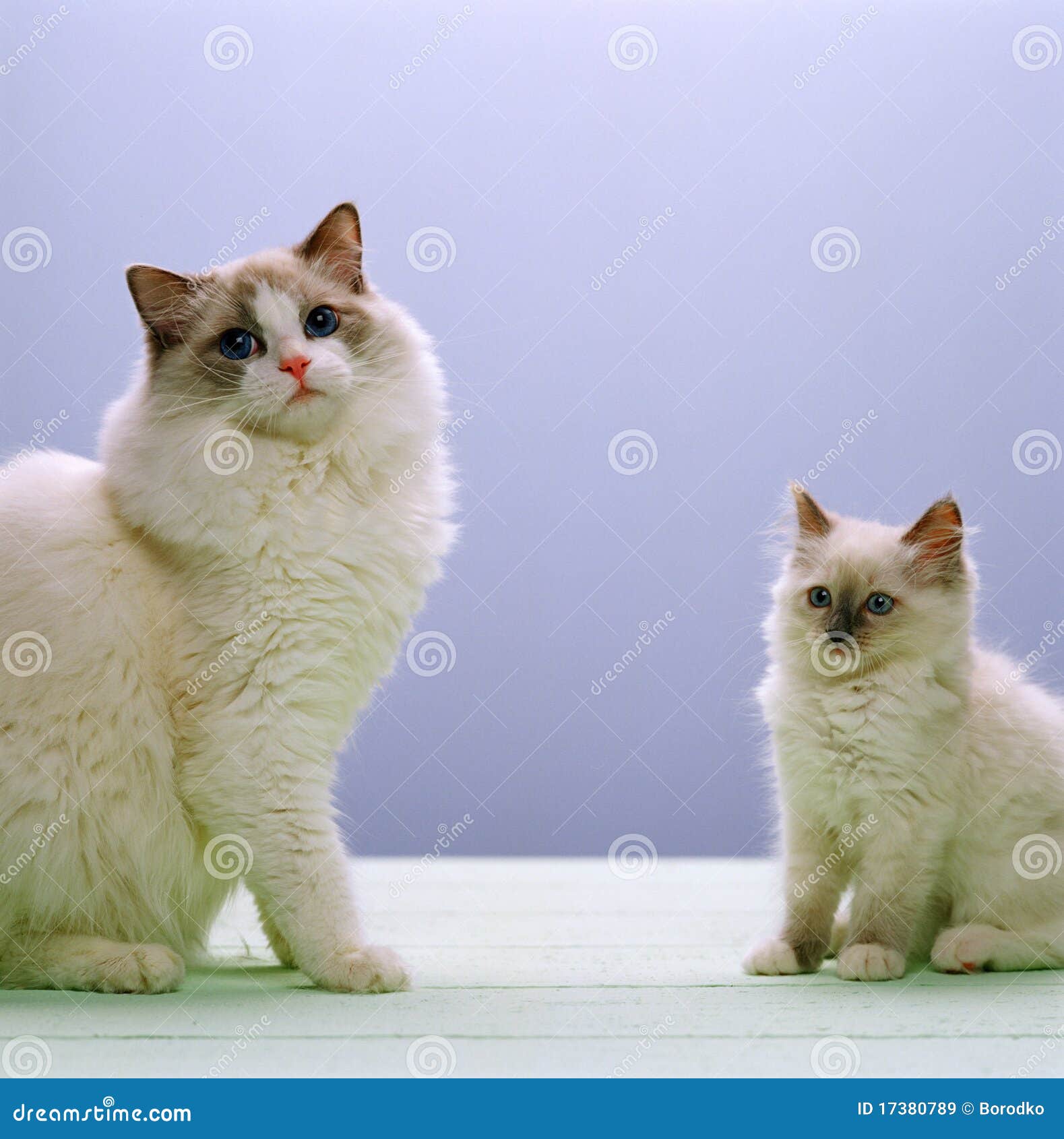 Cat family stock image. Image of feline, pair, offspring - 17380789
