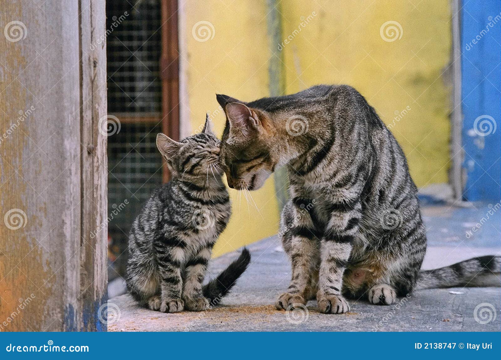 Cat family stock image. Image of affection, baby, stripes - 2138747