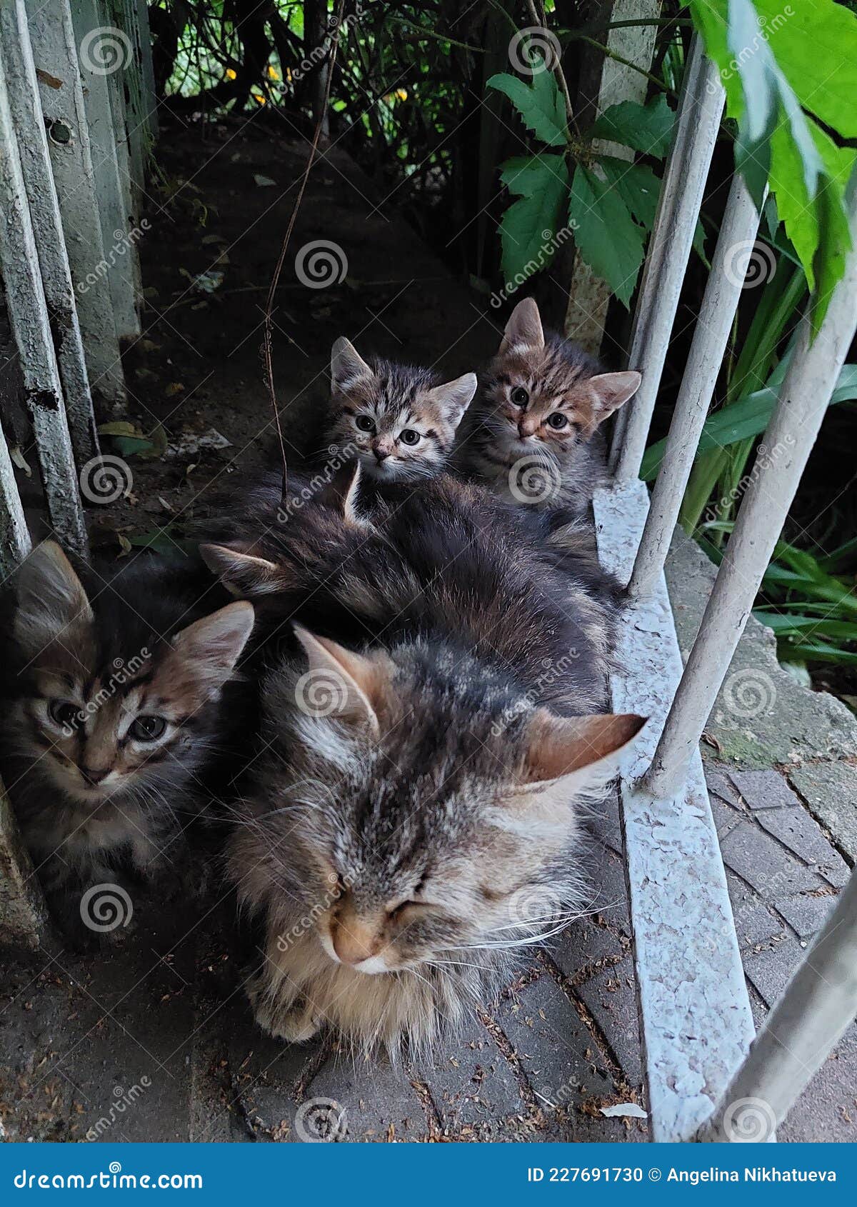 The cat family stock photo. Image of family, love, pets - 227691730