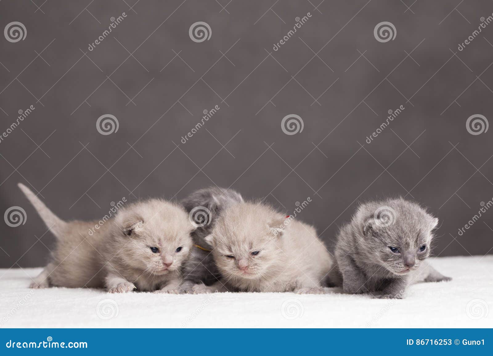 Cat Family stock image. Image of nice, beautiful, blue - 86716253