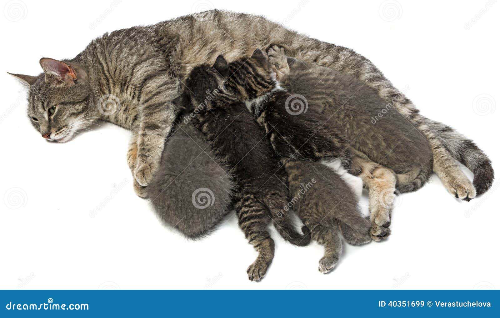 Cat family stock image. Image of grey, detail, newborn - 40351699