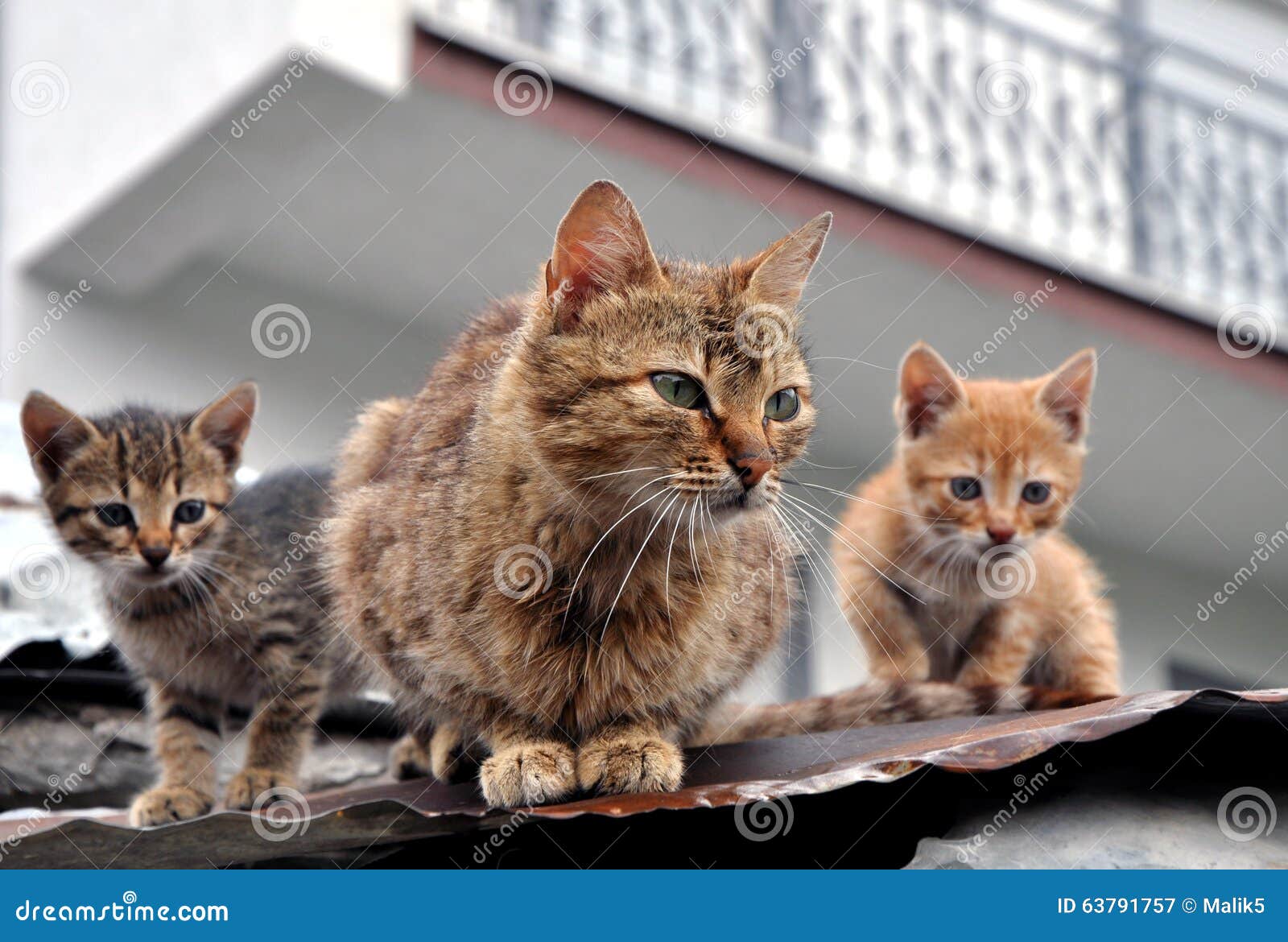 Cat family stock image. Image of felis, feline, fuzzy - 63791757