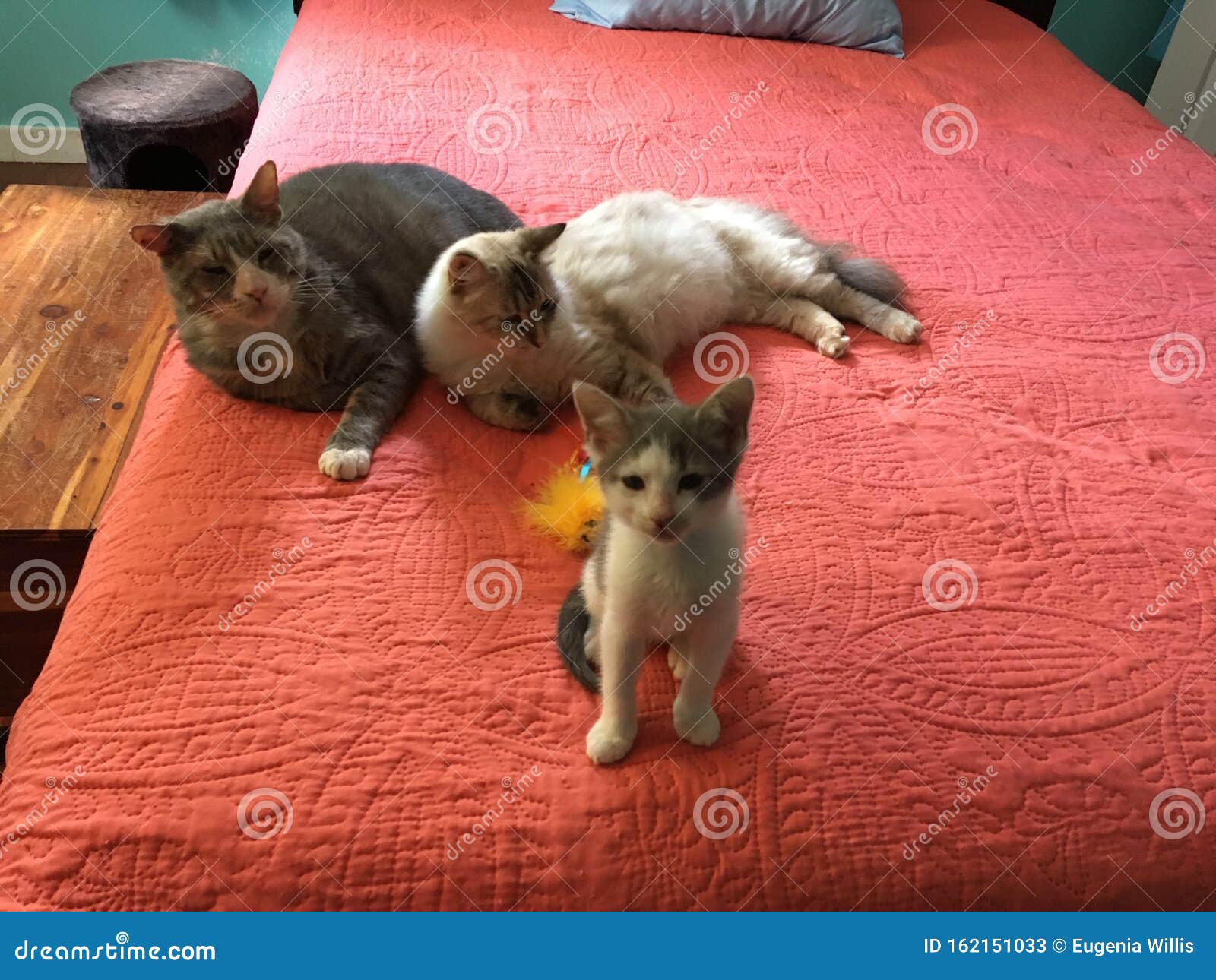 Cat family stock image. Image of daddy, kitten, family - 162151033