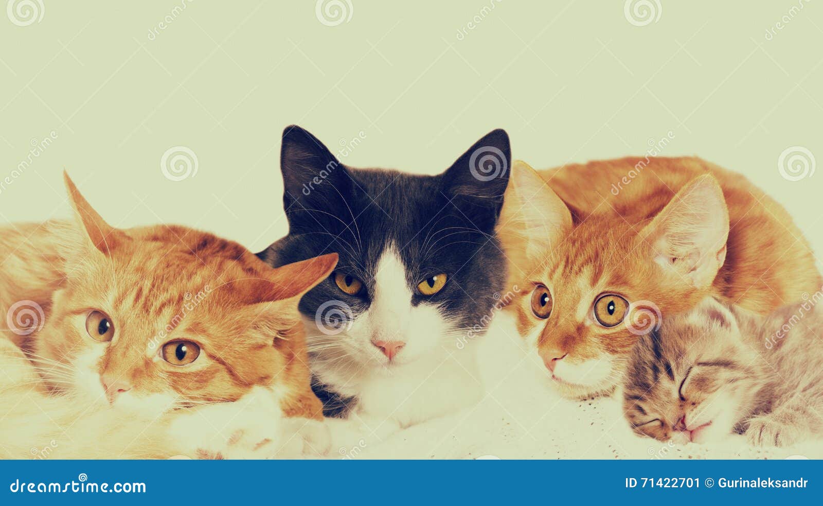 Cat family stock image. Image of looking, ginger, cats - 71422701