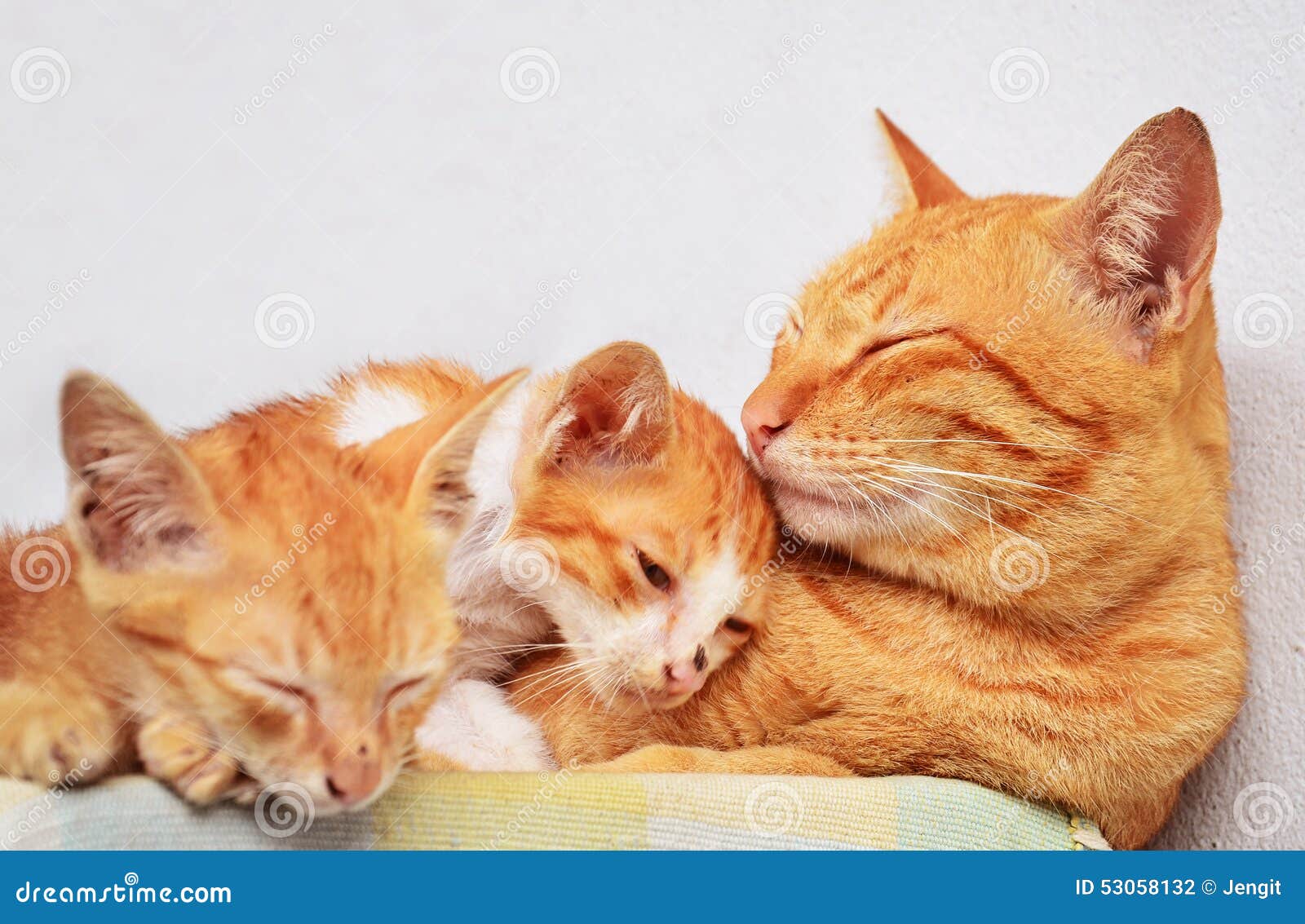 Cat Family stock photo. Image of inquisitive, kitten - 53058132