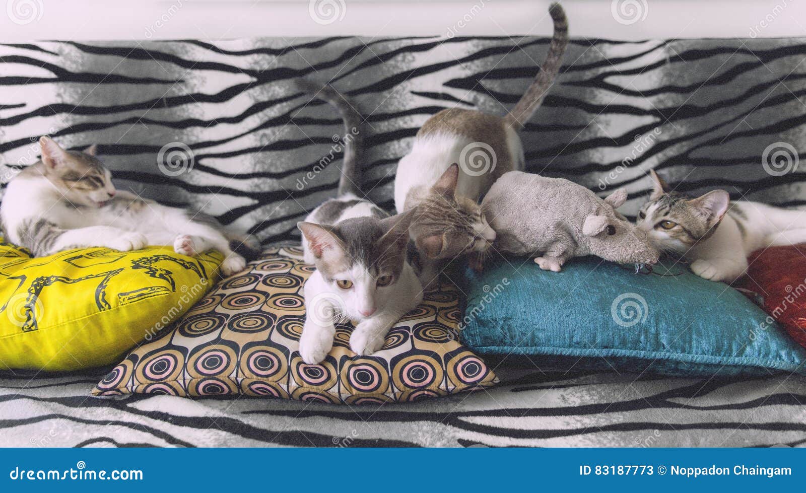 Cat family stock image. Image of hunter, away, people - 83187773