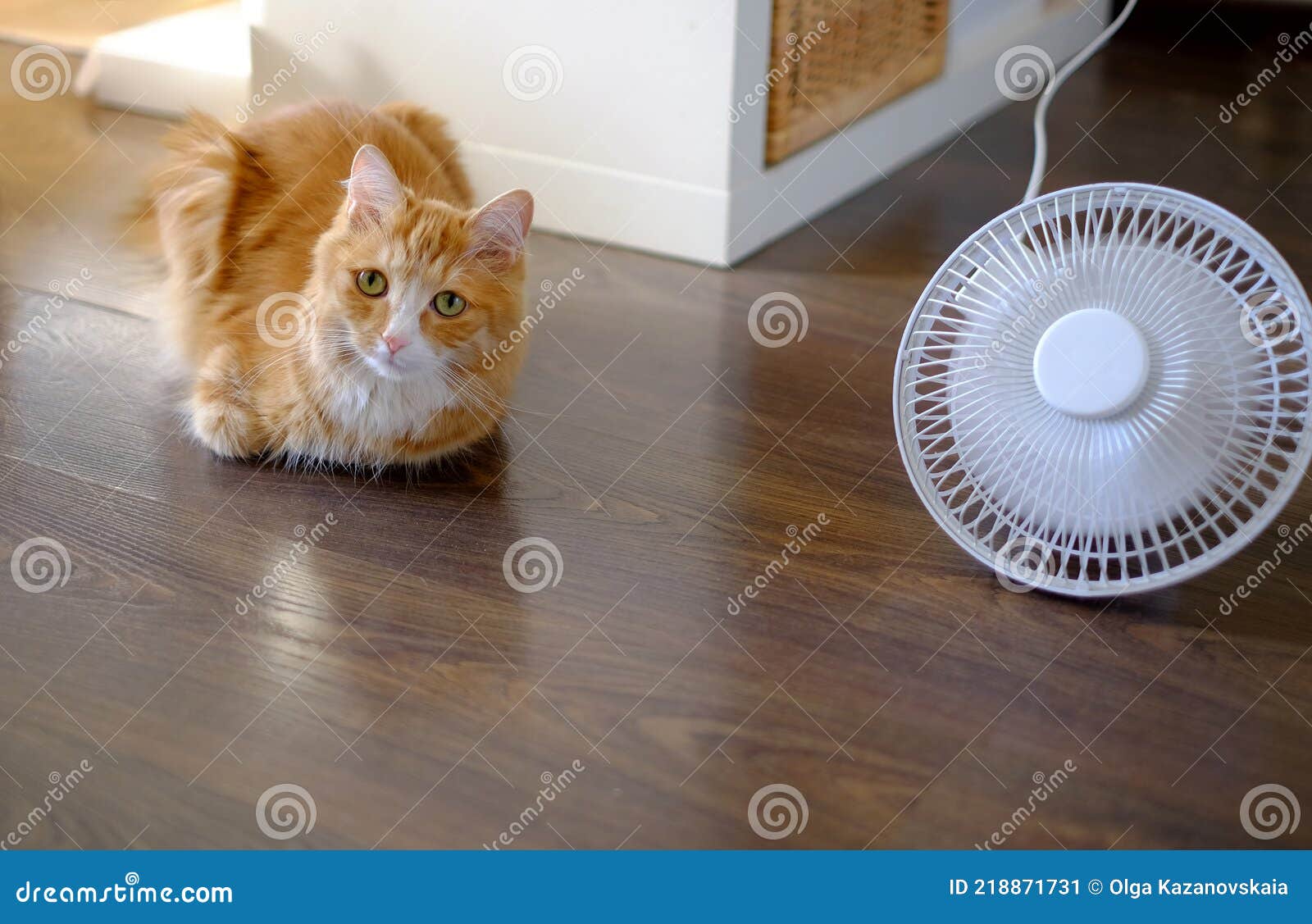 Cat and Fan on Floor at Home. Summer Heat Stock Image - Image of room ...
