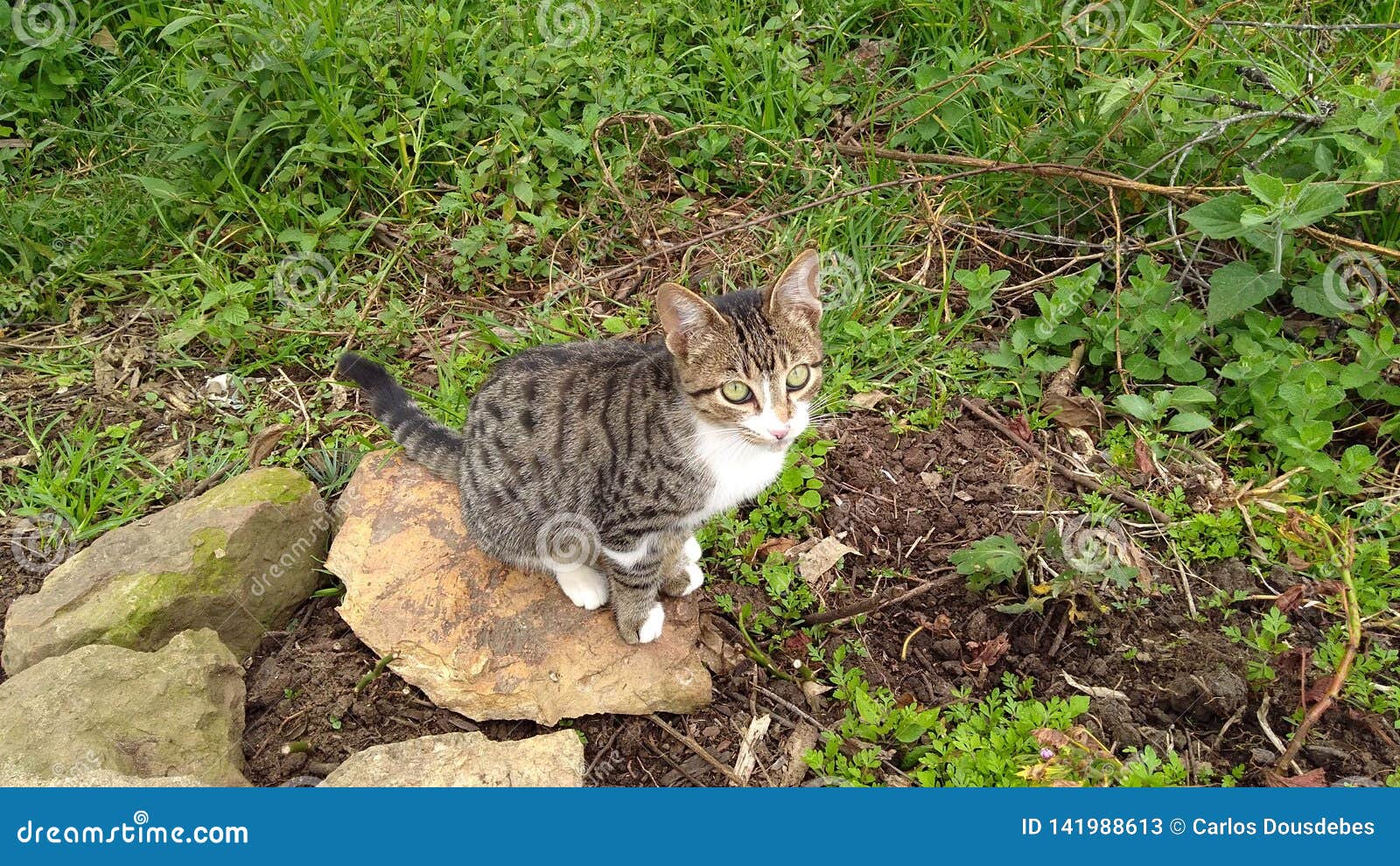The cat of the farm stock image. Image of cats, farm - 141988613