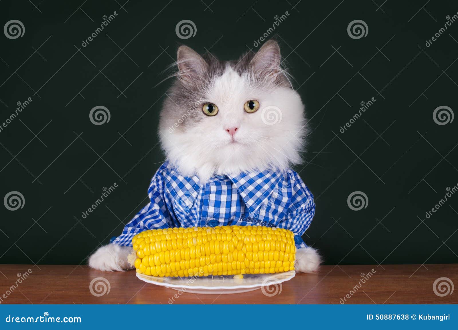 Cat farmer dines corn stock photo. Image of white, shirt - 50887638