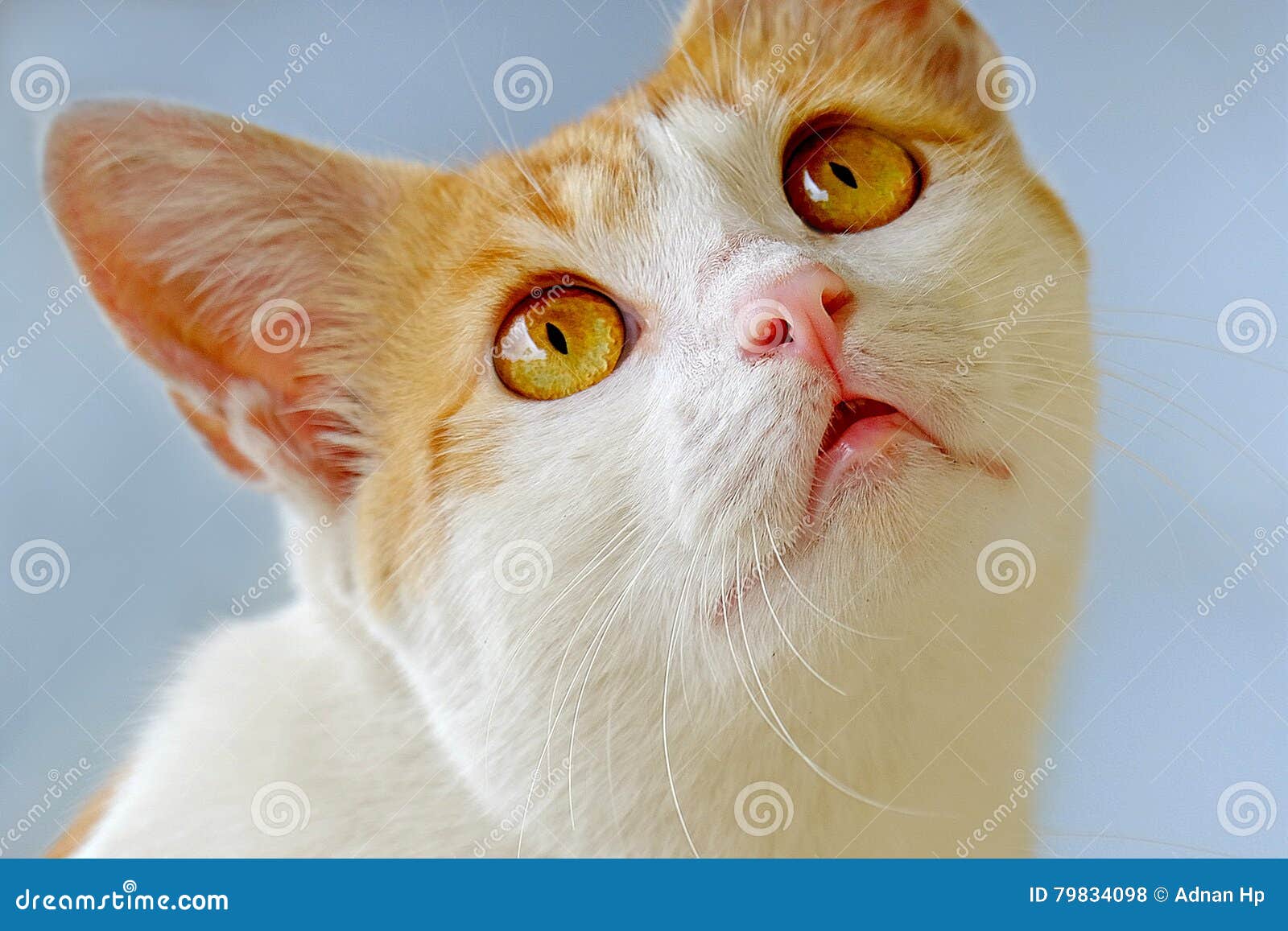 Cat with Fascinated or Amazed Expression Stock Photo - Image of ...