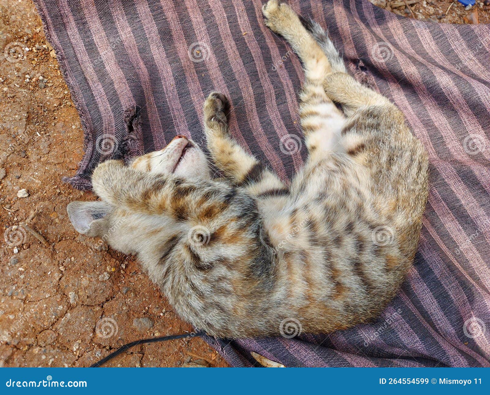 Cat is fast asleep stock image. Image of fast, wildlife - 264554599