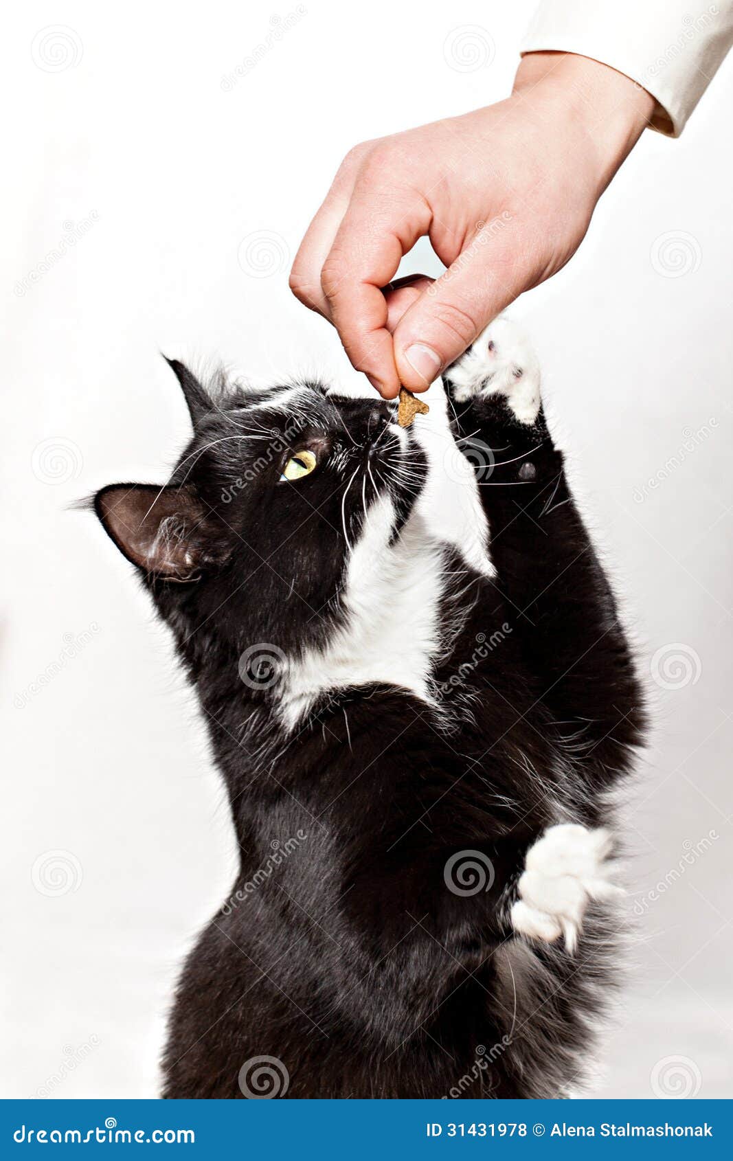Cat feed with fodder stock photo. Image of petfood, nutrition - 31431978