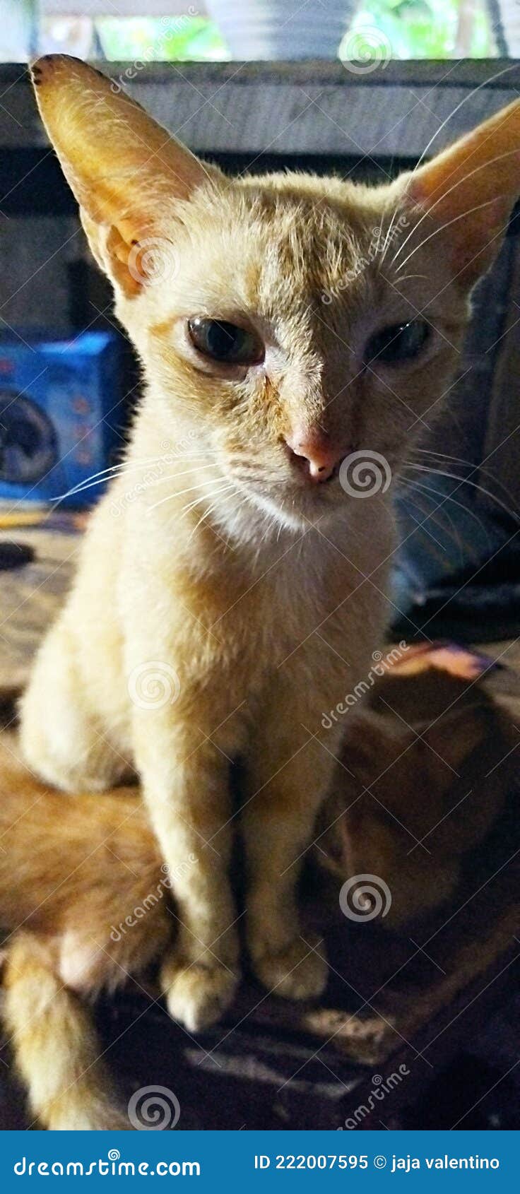 Cat feel confuse stock image. Image of feel, kitten - 222007595