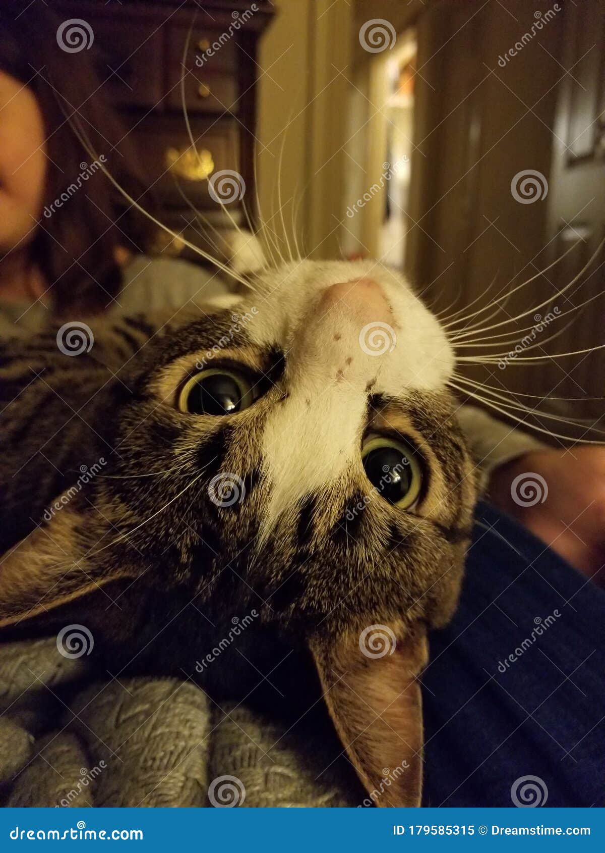 Cat Feeling Dazed and Confused Stock Image - Image of kitten, snout ...