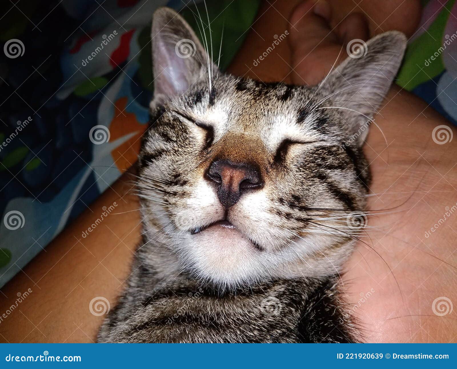 Cat on feet stock image. Image of feet, animal, cute - 221920639