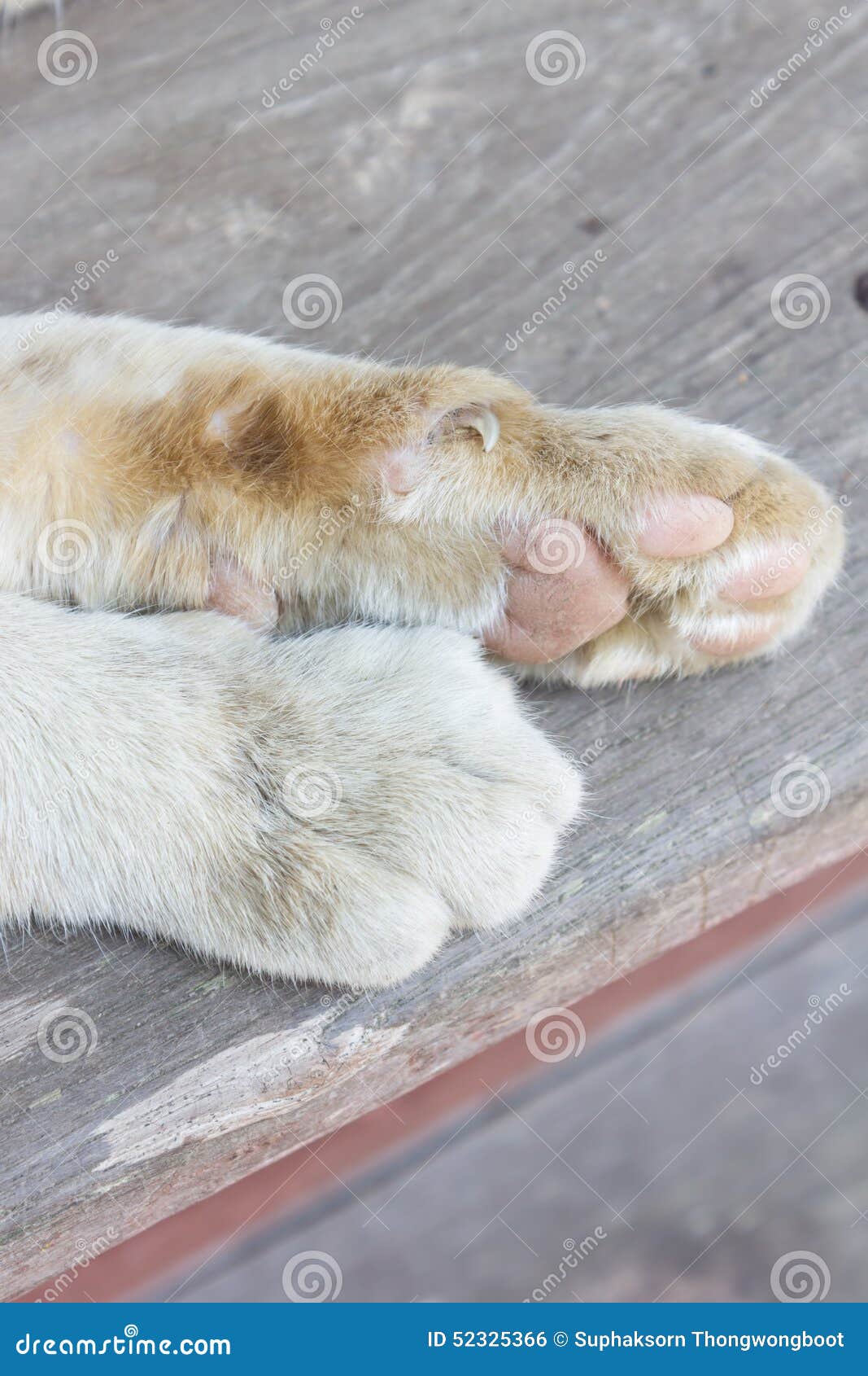 Cat feet stock photo. Image of kitty, fore, bottom, pink - 52325366
