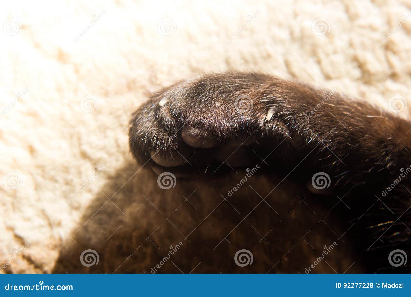 Cat feet stock photo. Image of texture, animal, beautiful - 92277228