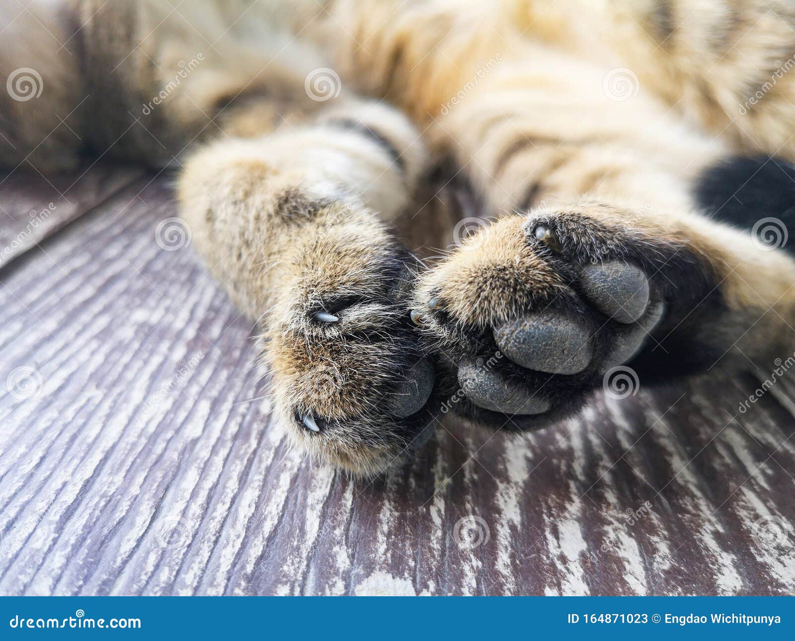 Cat Feet - Close Up of Foot and Claw Cat Paws Stock Image - Image of ...