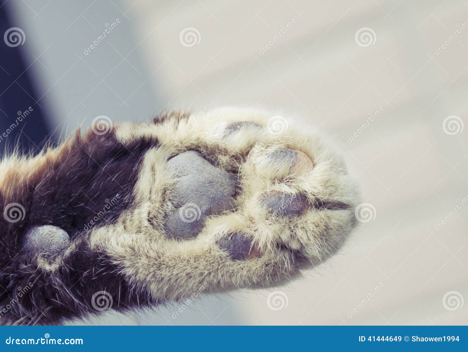 Cat feet close-up stock image. Image of close, animal - 41444649