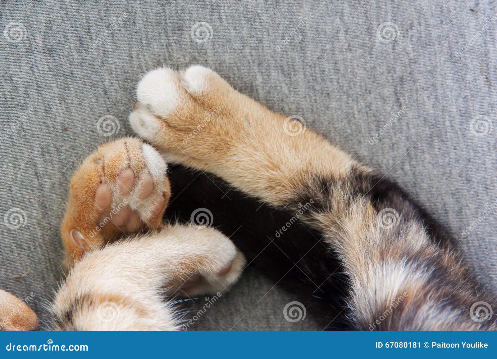 Cat feet closeup stock image. Image of fine, feline, foot - 67080181