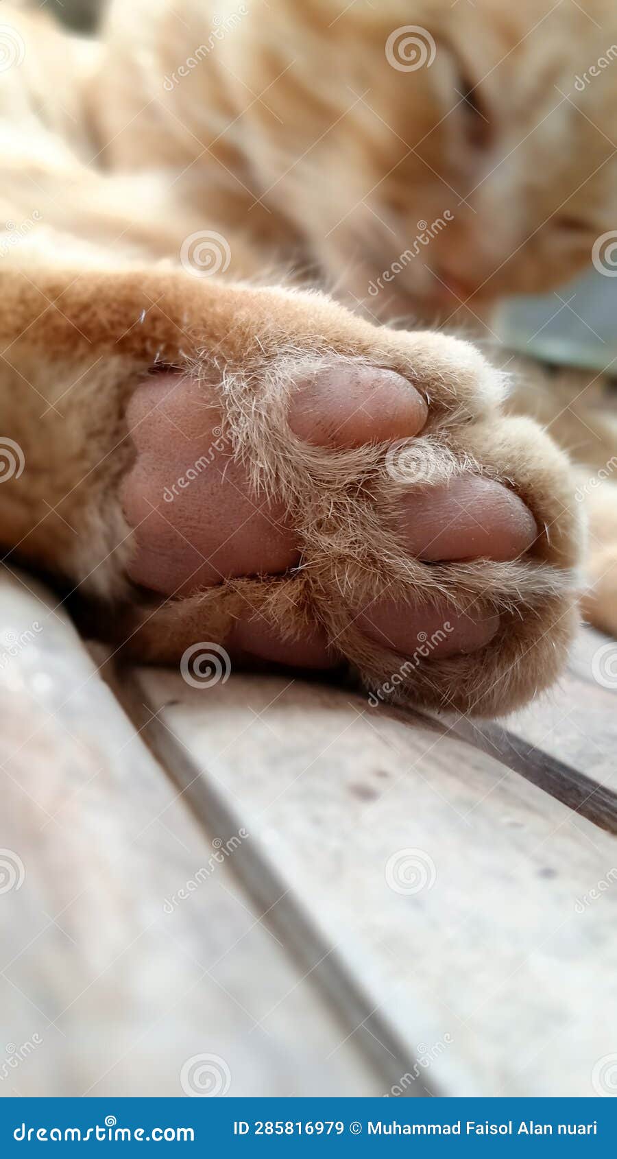 Cat Feet with Soft Skin and Fine Fur Stock Image - Image of smooth ...