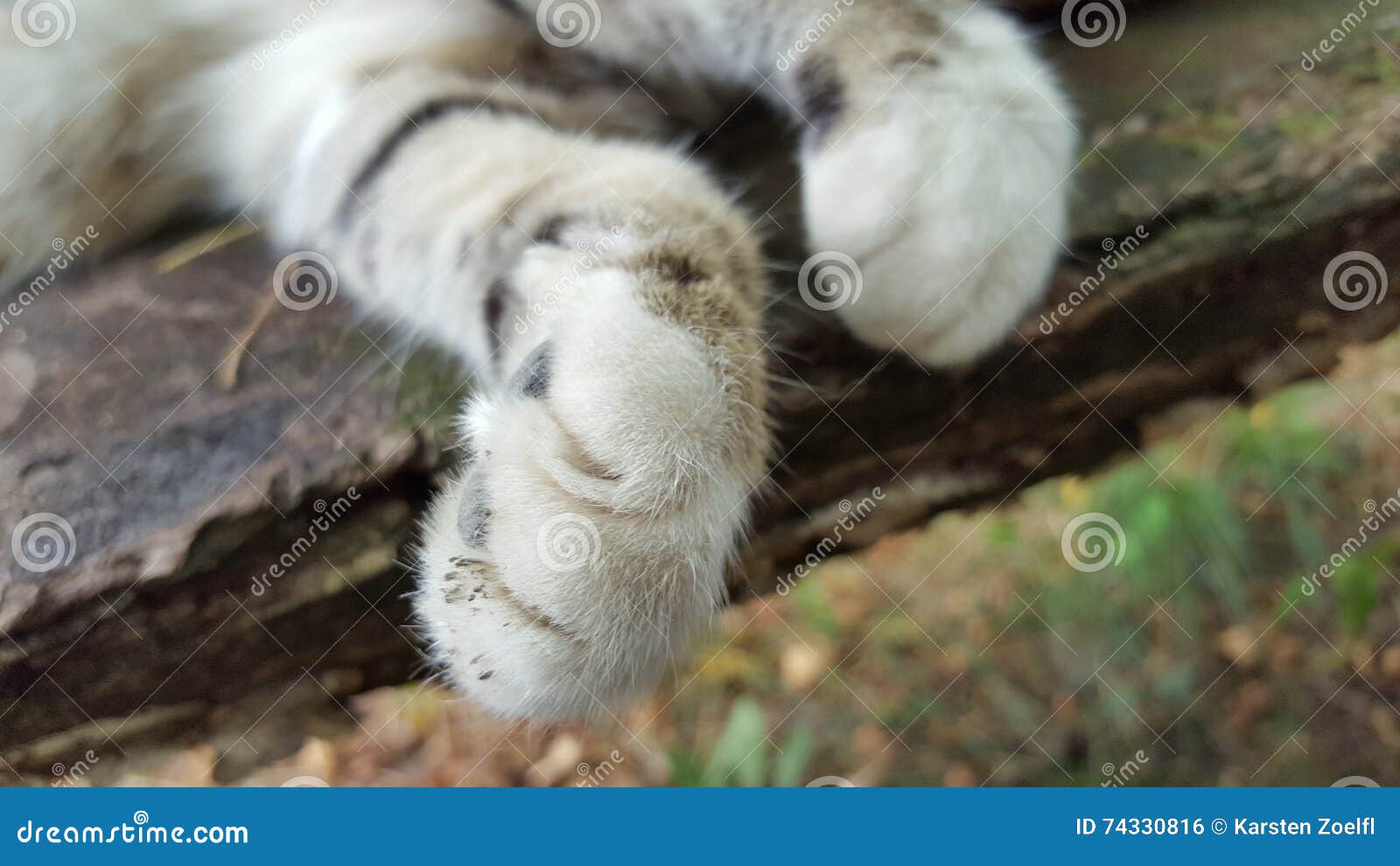 Cat feet stock photo. Image of feet, bench, velvety, sleeping - 74330816