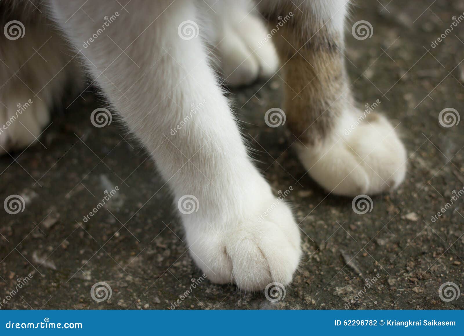 Cat feet stock photo. Image of back, kitten, color, animal - 62298782