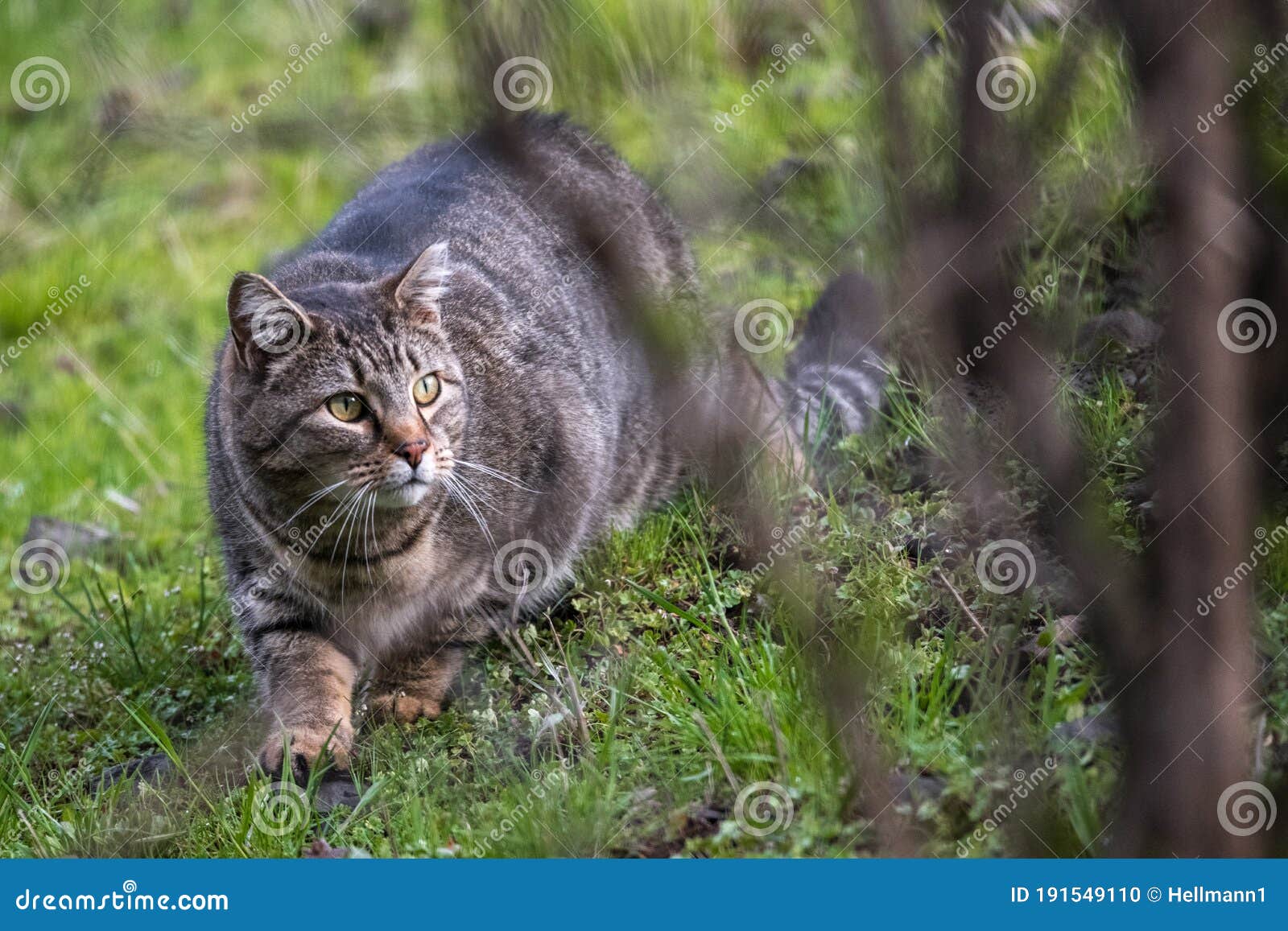 Cat on the Hunt stock photo. Image of catus, adorable - 191549110