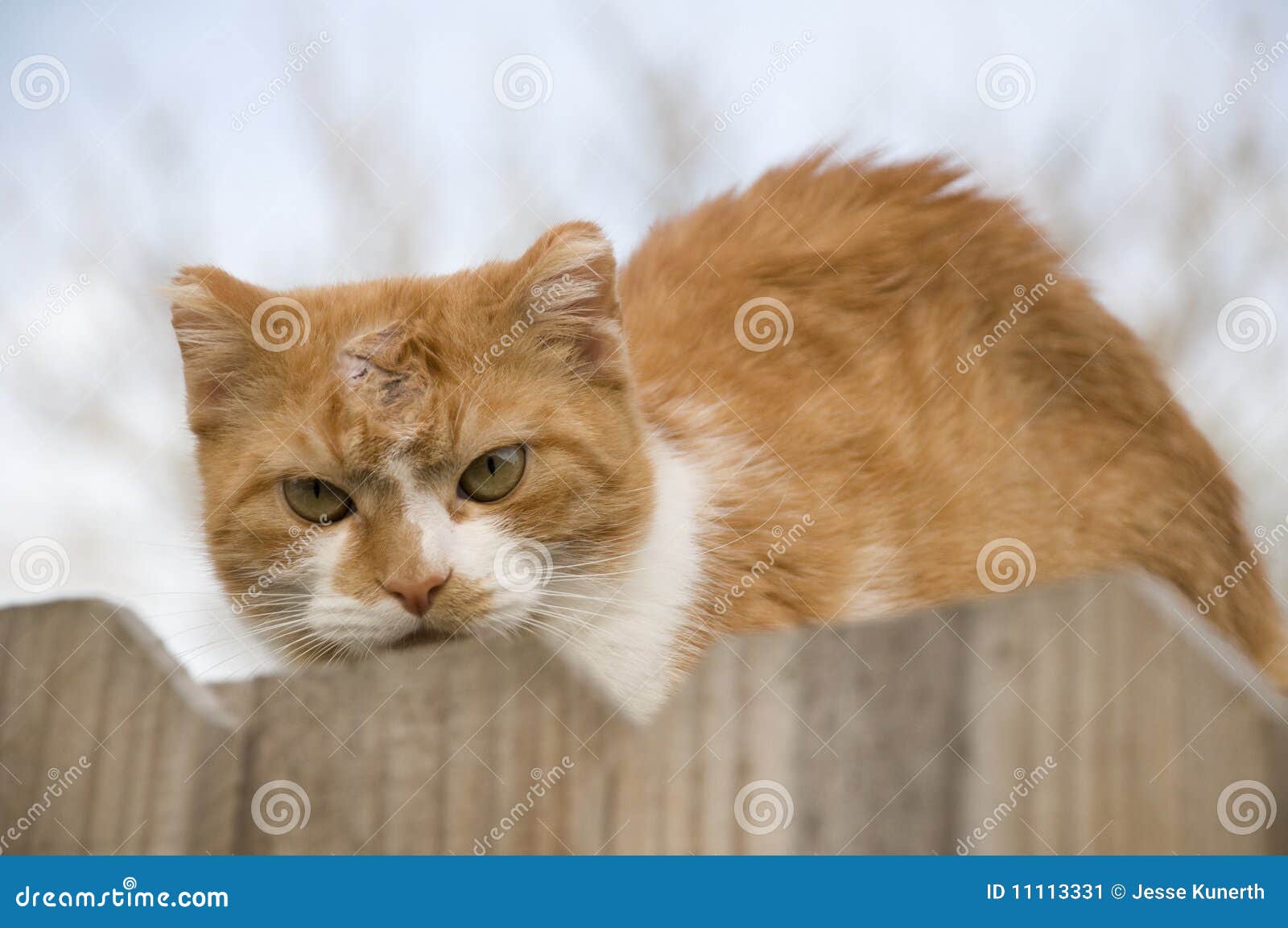 Cat on Fence stock image. Image of feline, orange, bruised - 11113331