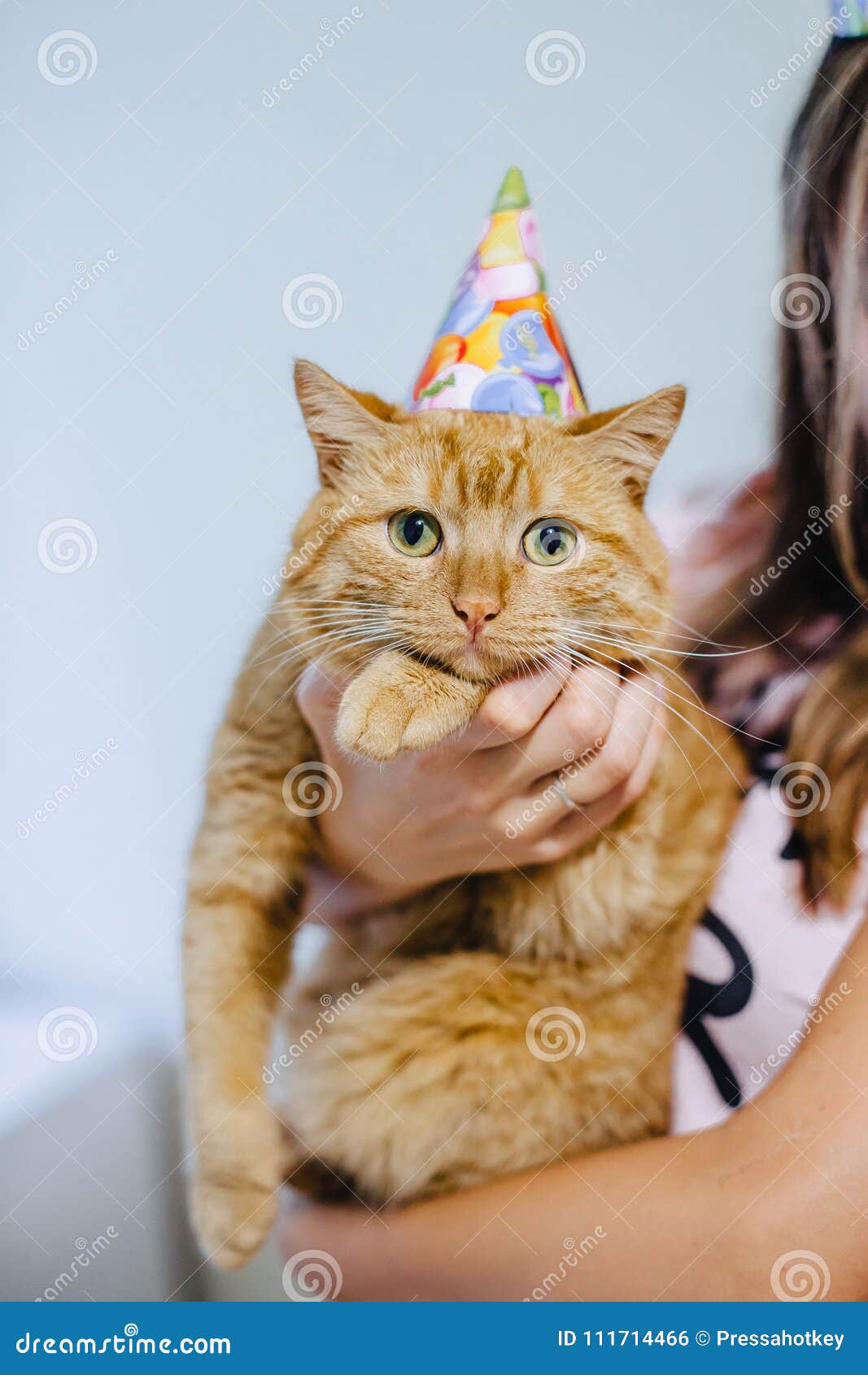 Cat in a festive cap stock photo. Image of expression - 111714466