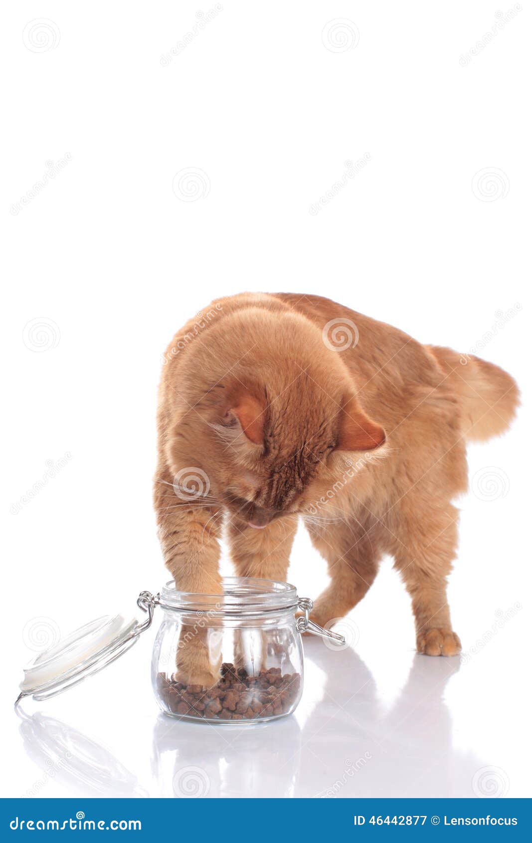Cat Fetching Food Out of a Glass Stock Image - Image of fetch, animal ...