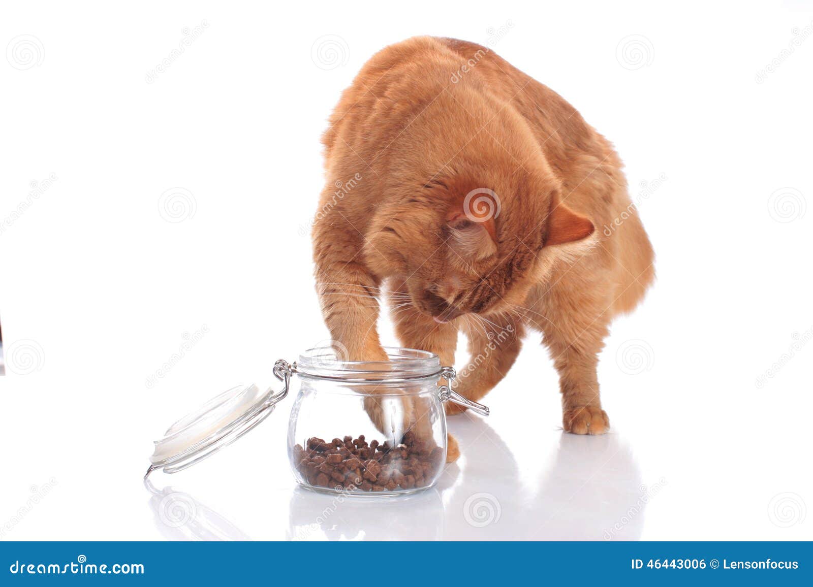 Cat Fetching Food Out of a Glass Stock Photo - Image of feed, bowl ...
