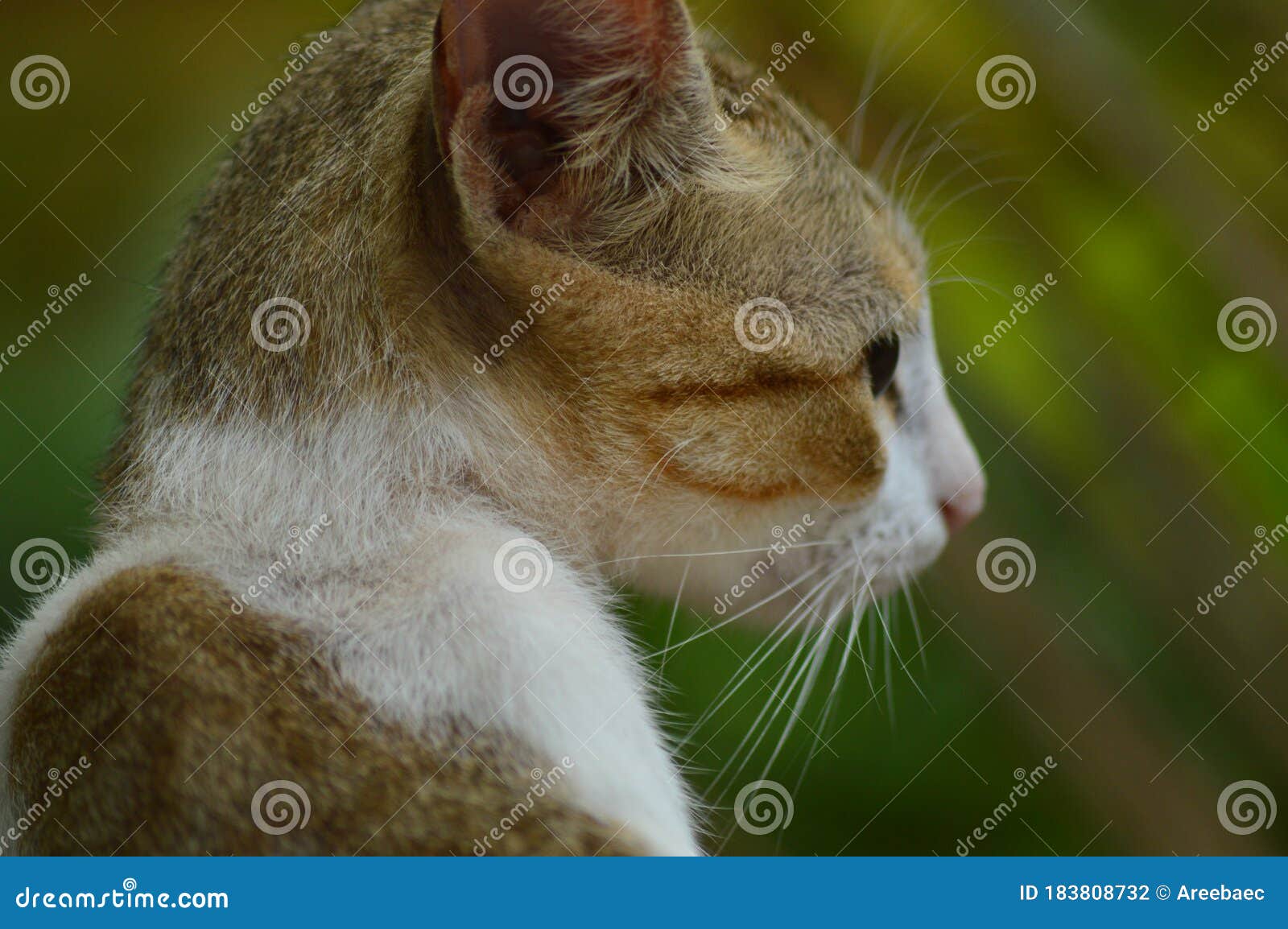 Cat on field stock photo. Image of cute, field, home - 183808732