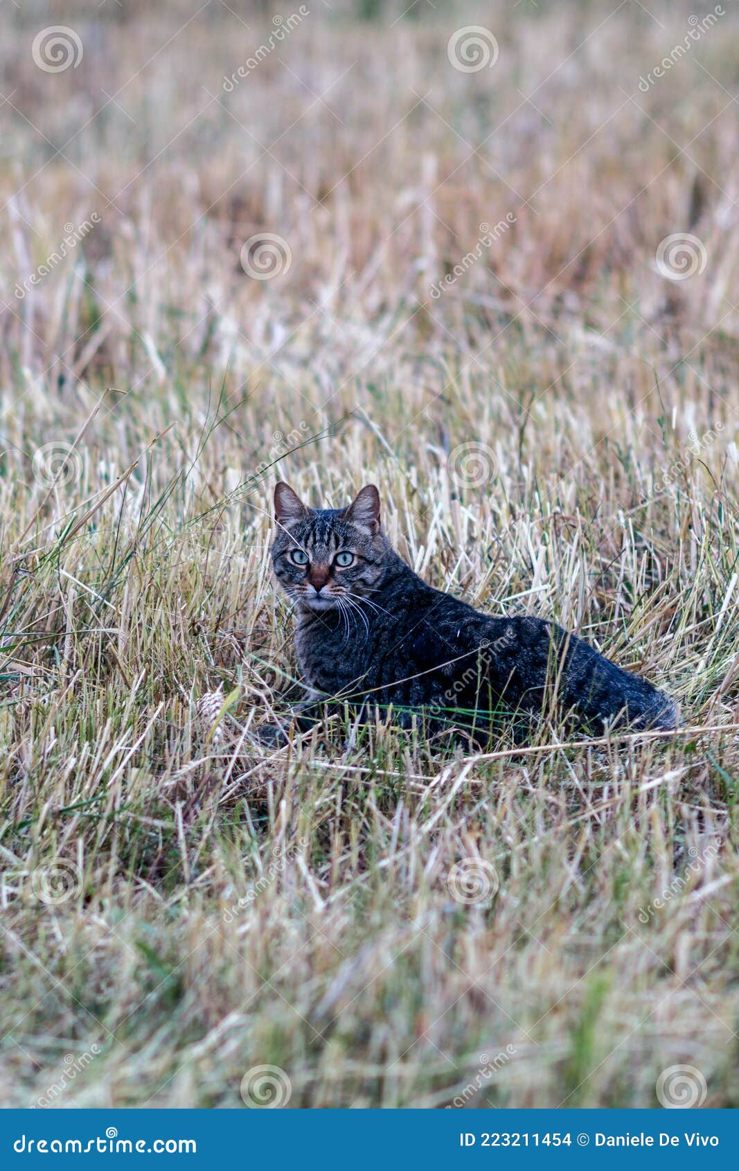A cat in a field stock photo. Image of healthy, companion - 223211454