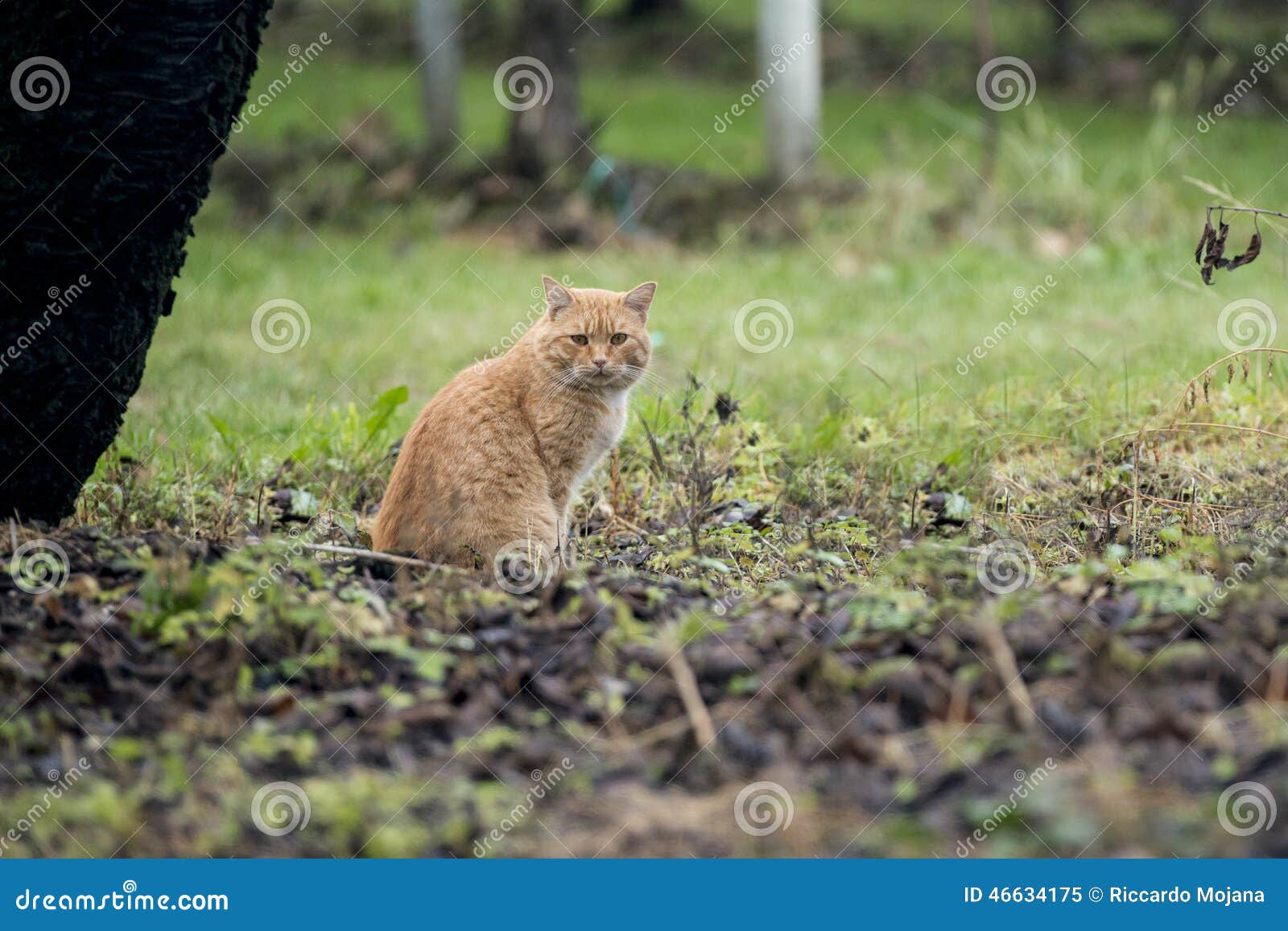 Cat in field stock image. Image of scenics, cute, field - 46634175