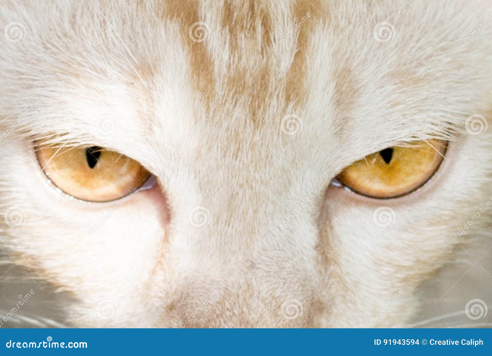 Cat stock photo. Image of jungle, eyes, nature, animal - 91943594