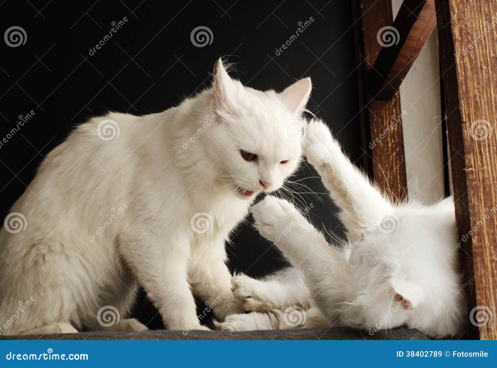 Cat fight stock image. Image of defense, attacking, fight - 38402789