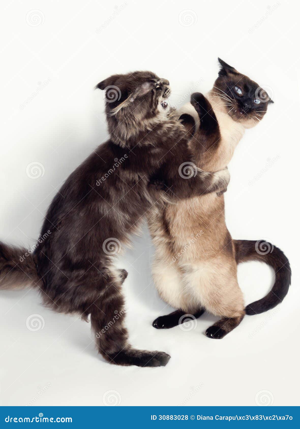 Cat Fight stock photo. Image of huge, brown, lynx, animal - 30883028