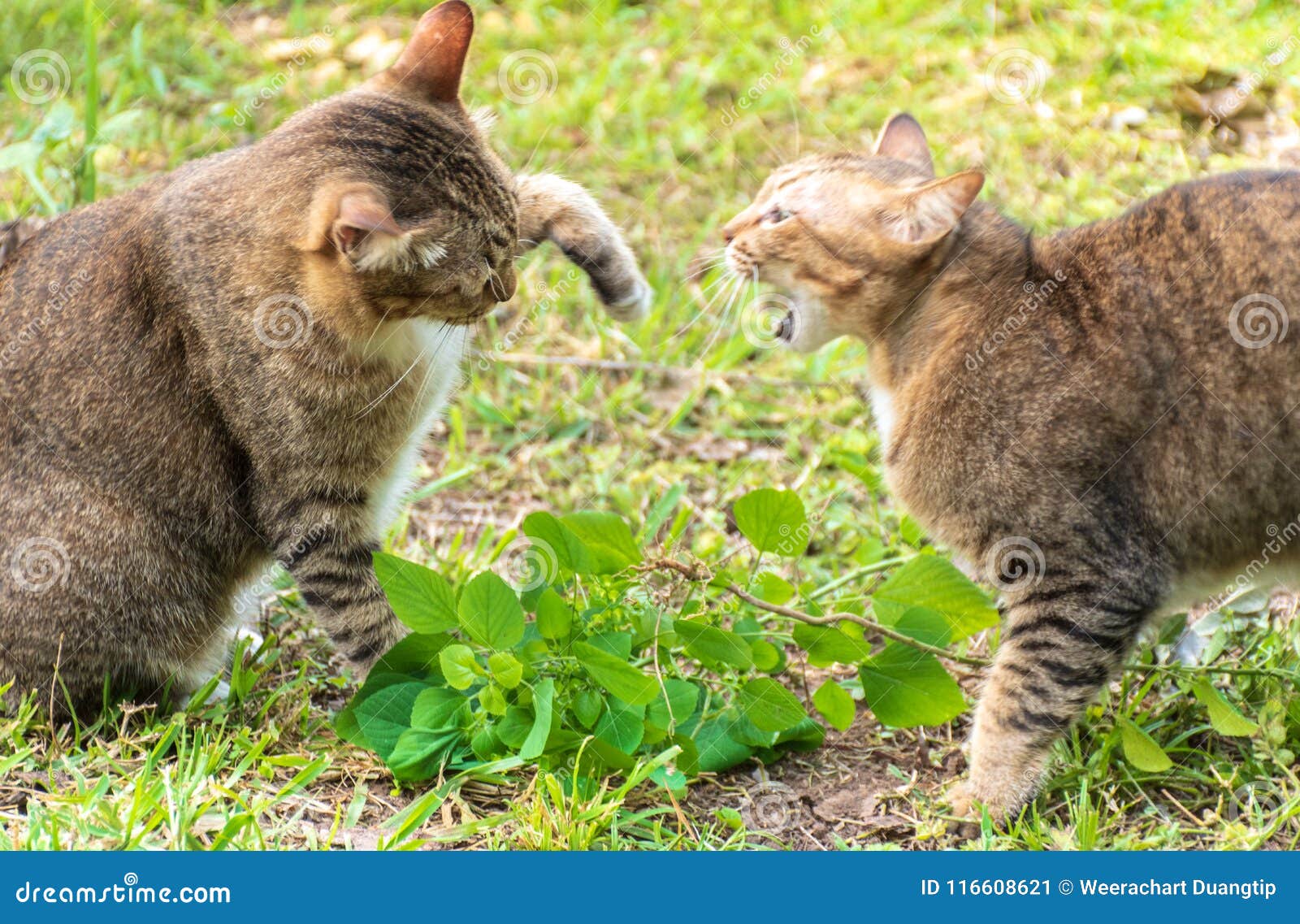 Wild Panthers Fighting