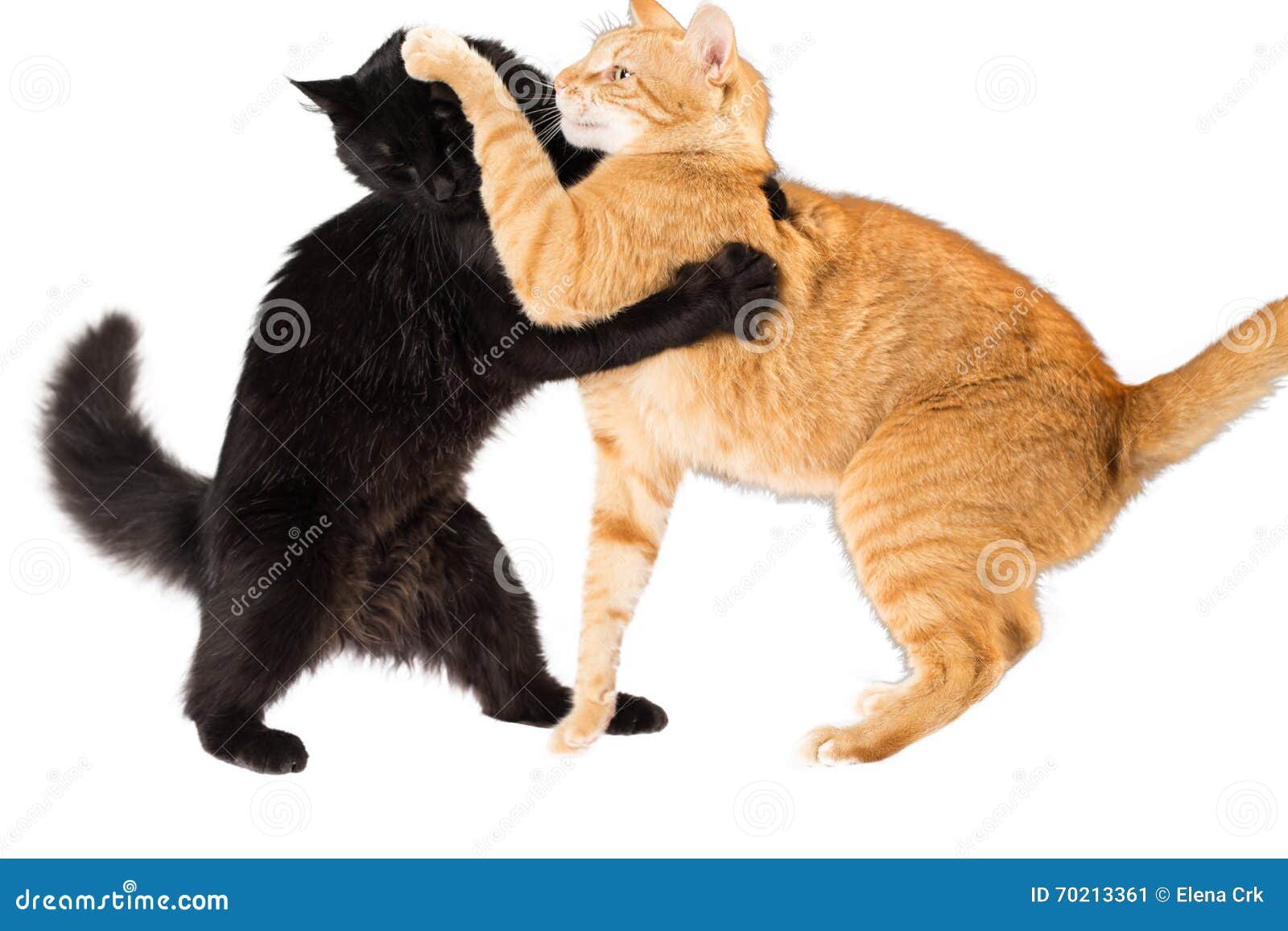 Cat fighting stock image. Image of attack, studio, furious - 70213361