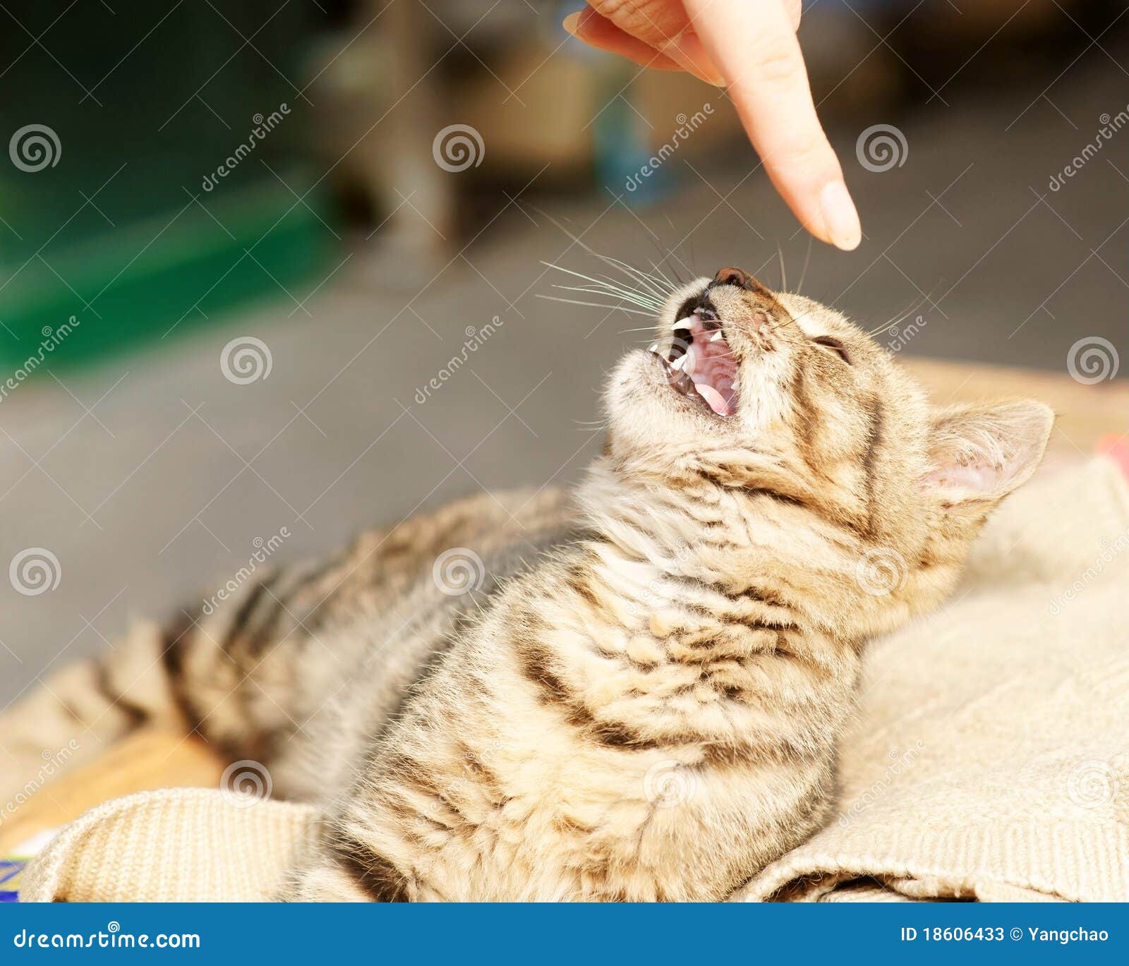 Cat with finger stock image. Image of couch, lazy, miaow - 18606433