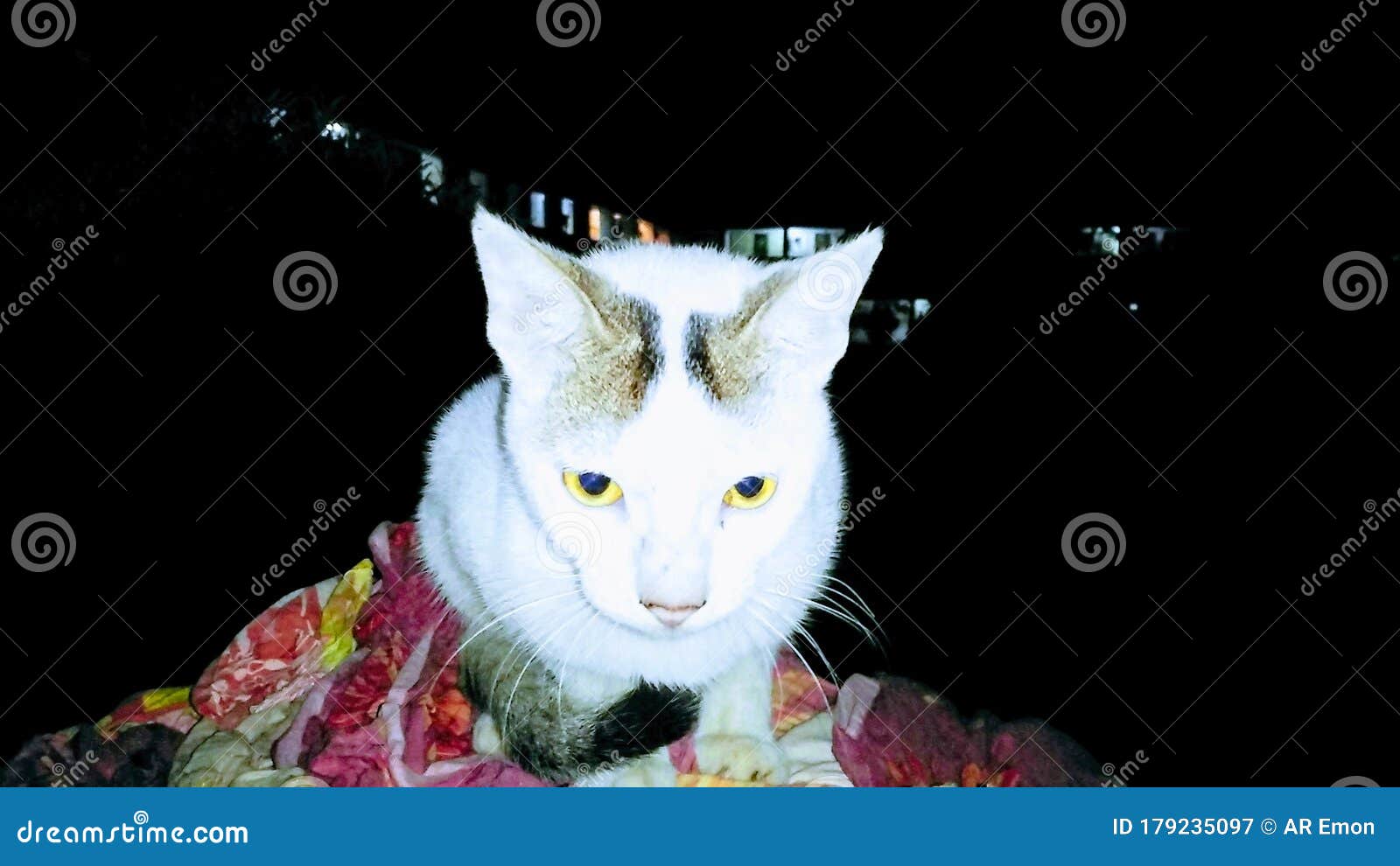 Cat is on fire stock image. Image of animal, flower - 179235097