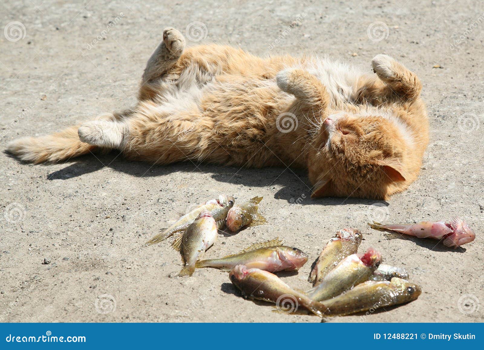 Cat and fish stock image. Image of fluffy, fish, animals - 12488221