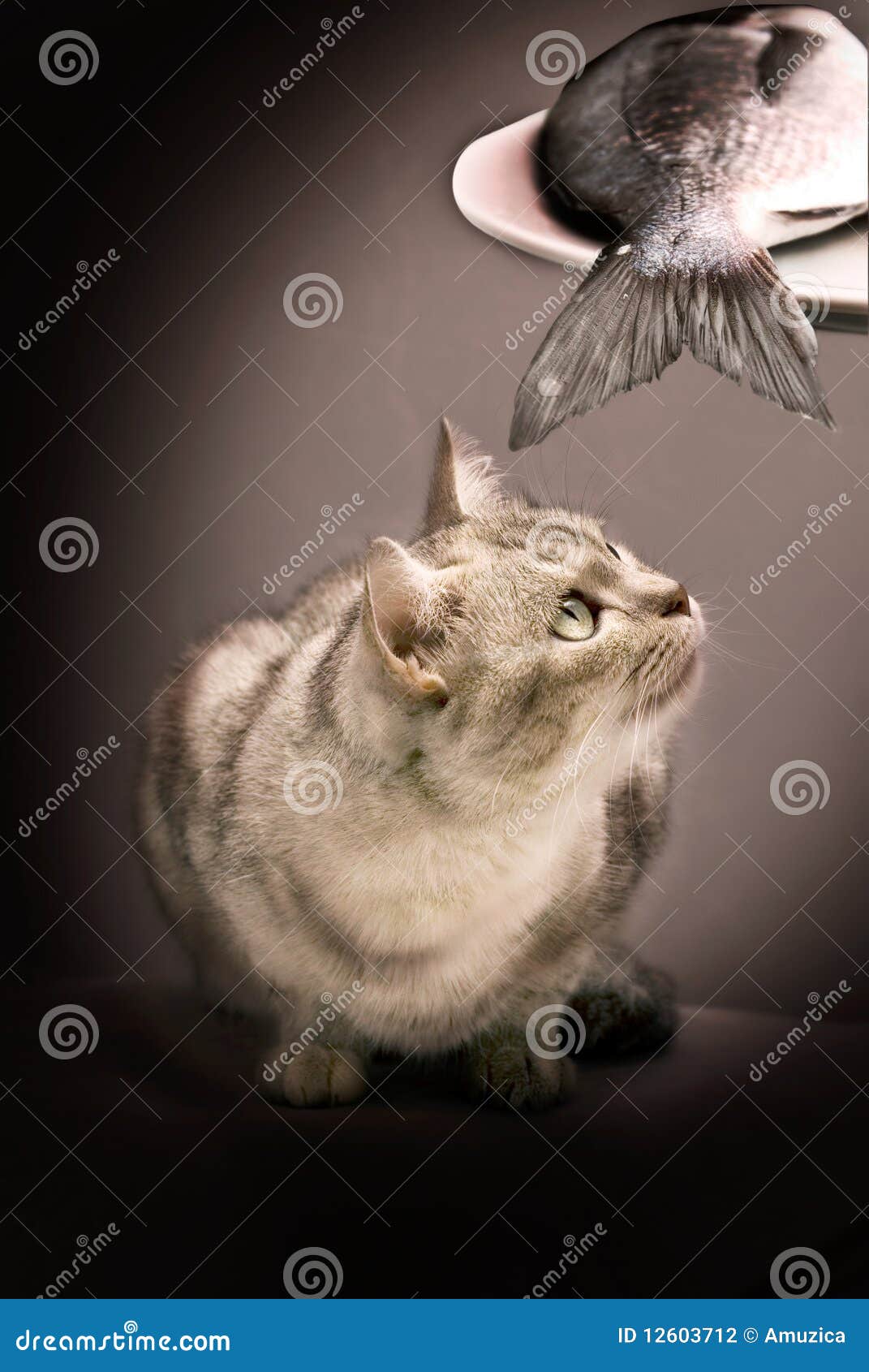 Cat and fish stock photo. Image of domestic, delicious - 12603712