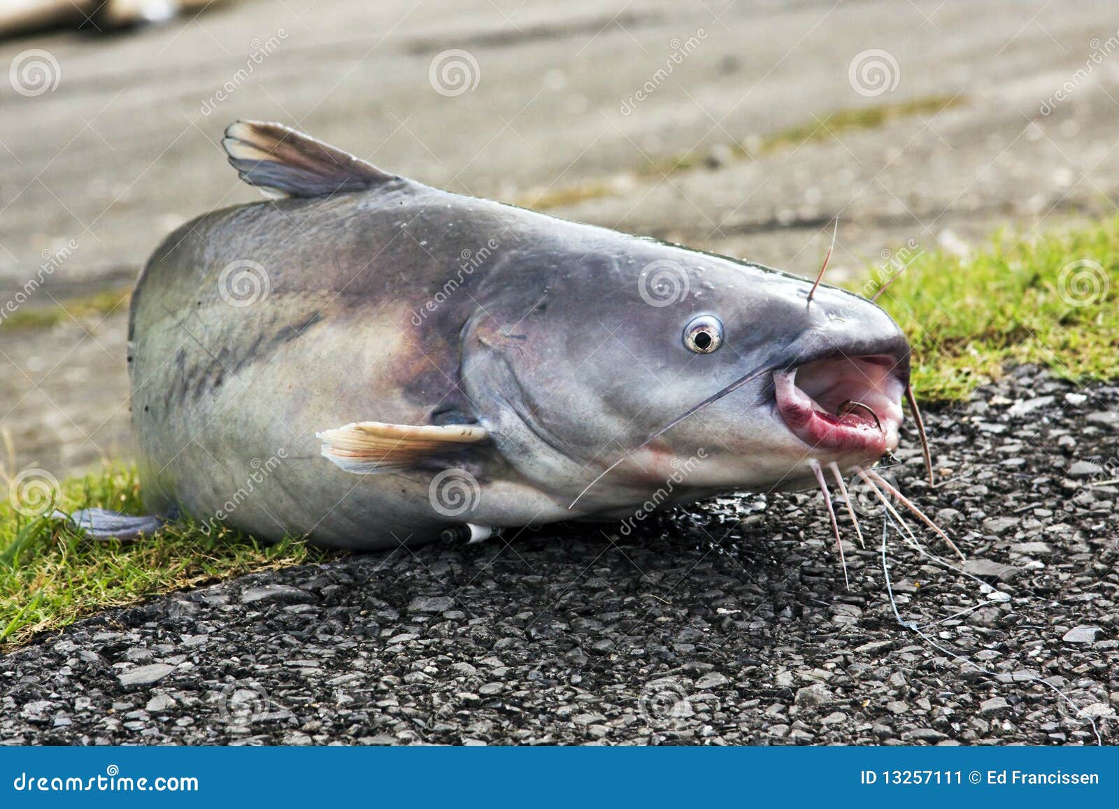 Cat fish stock image. Image of hook, fisherman, mouth - 13257111