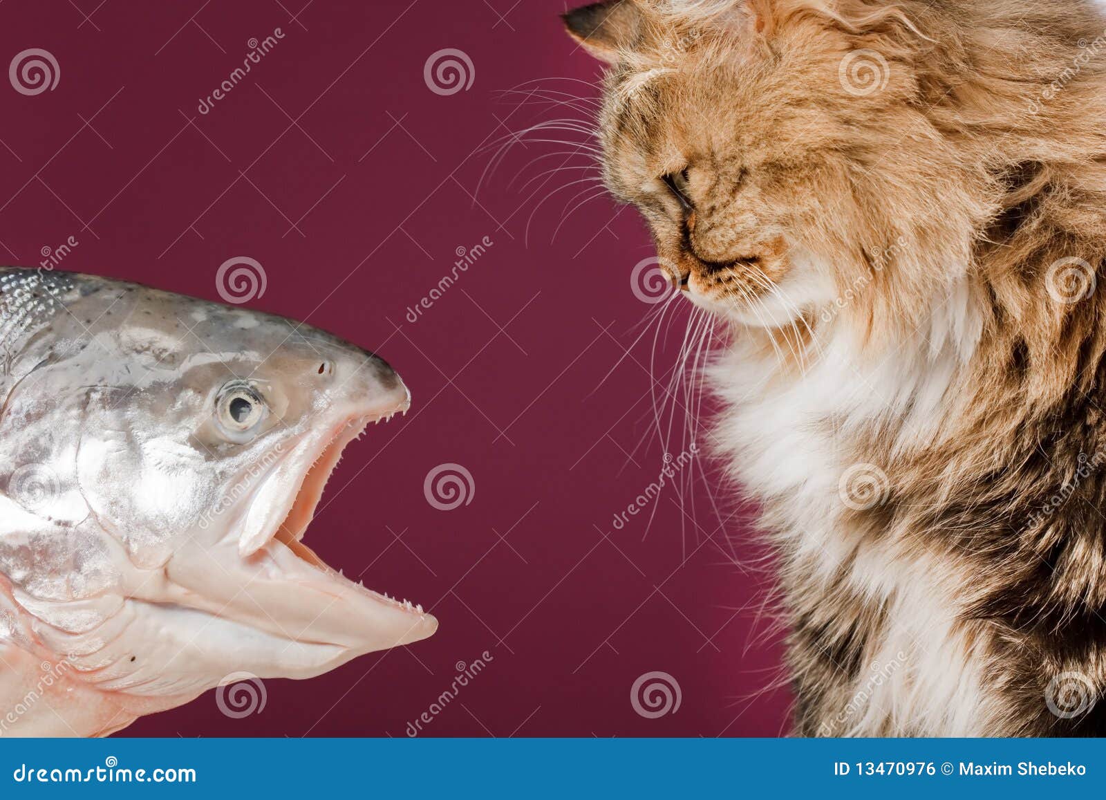 Cat and fish stock photo. Image of head, fluffy, salmon - 13470976